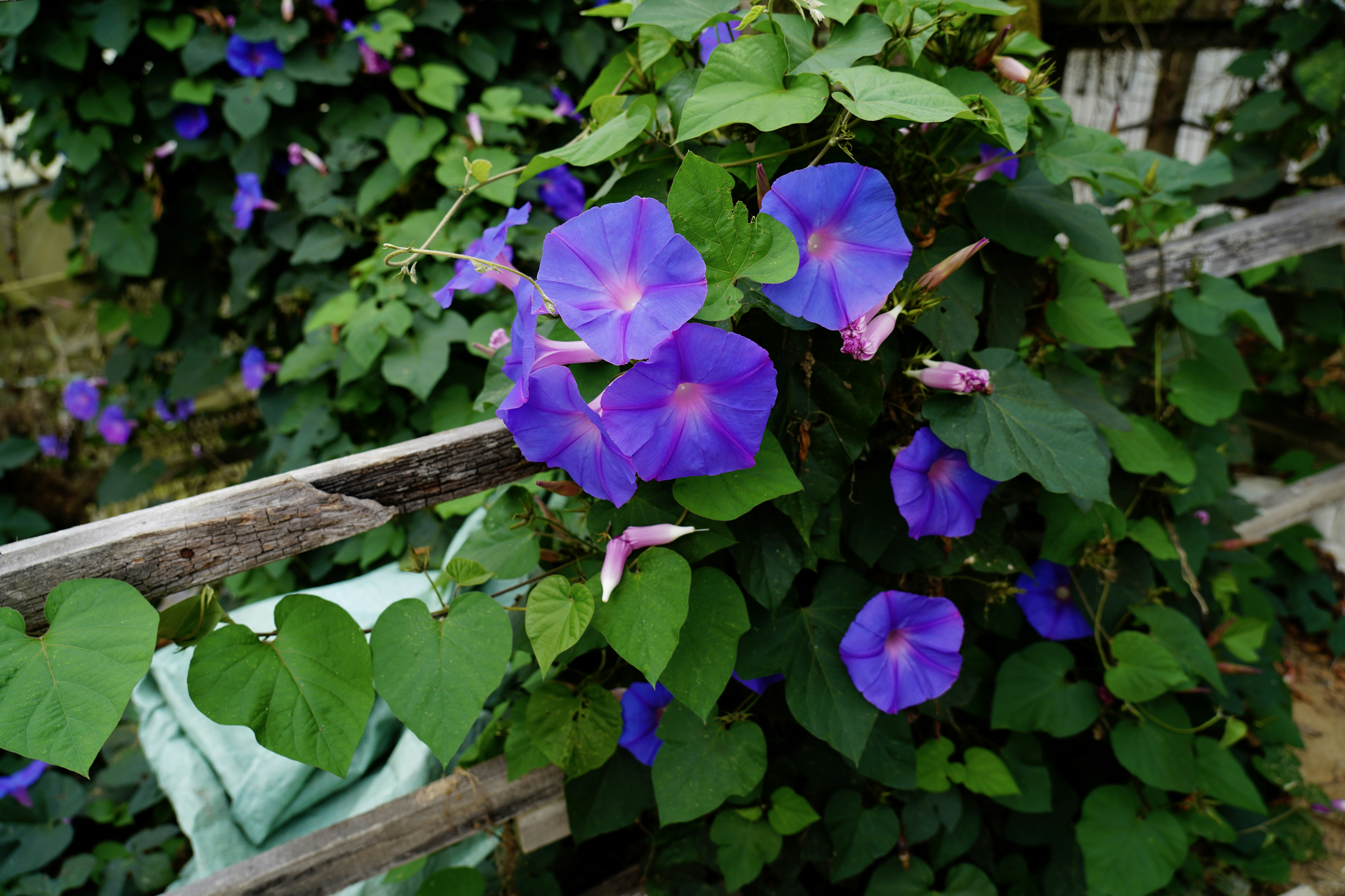 Violet Morning Glories Weave Through a Weathered Fence in a Quiet Garden