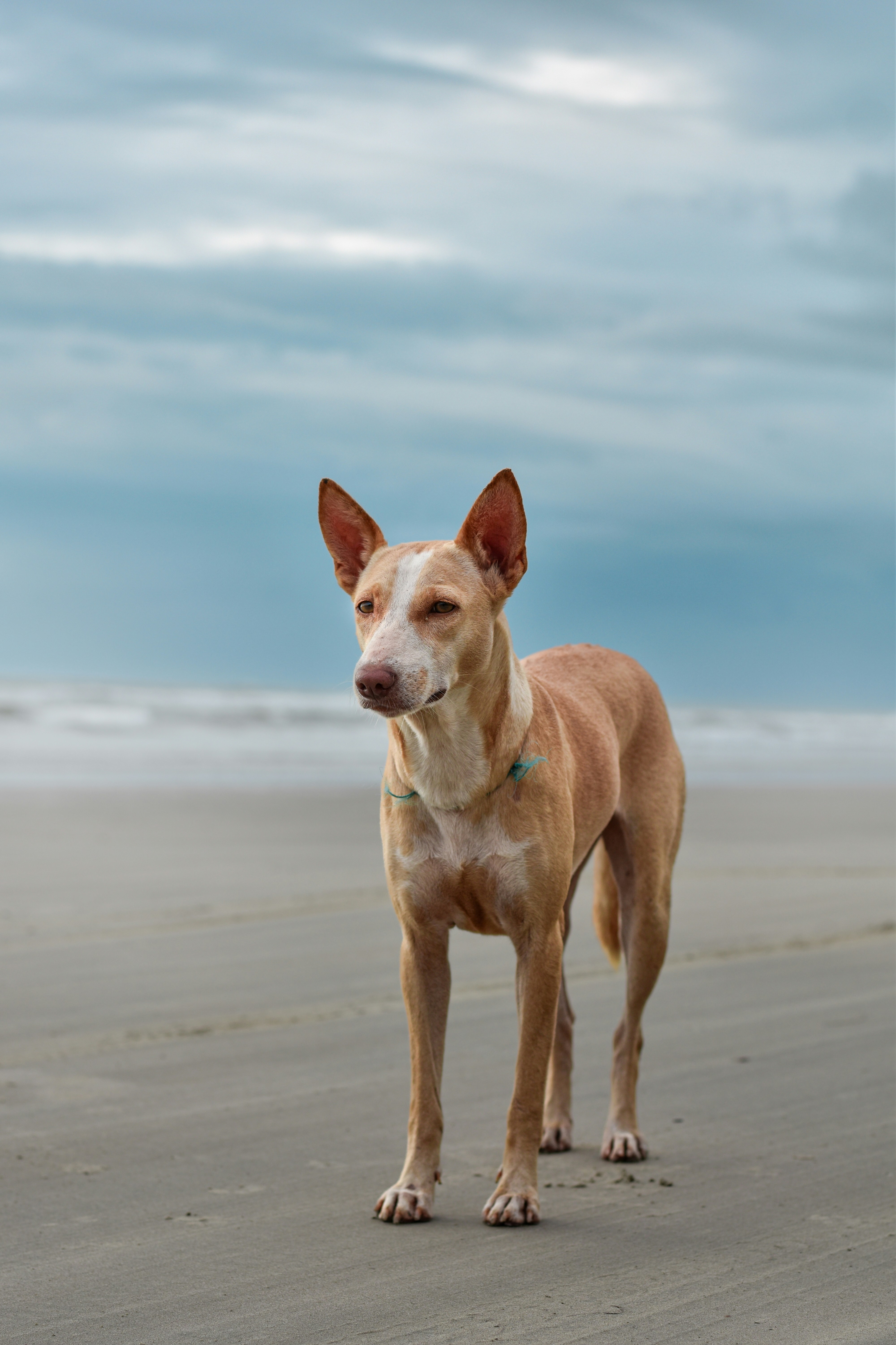 A light brown dog stands confidently on a sandy beach, gazing into the distance under a cloudy sky. The scene captures a moment of tranquility and companionship.