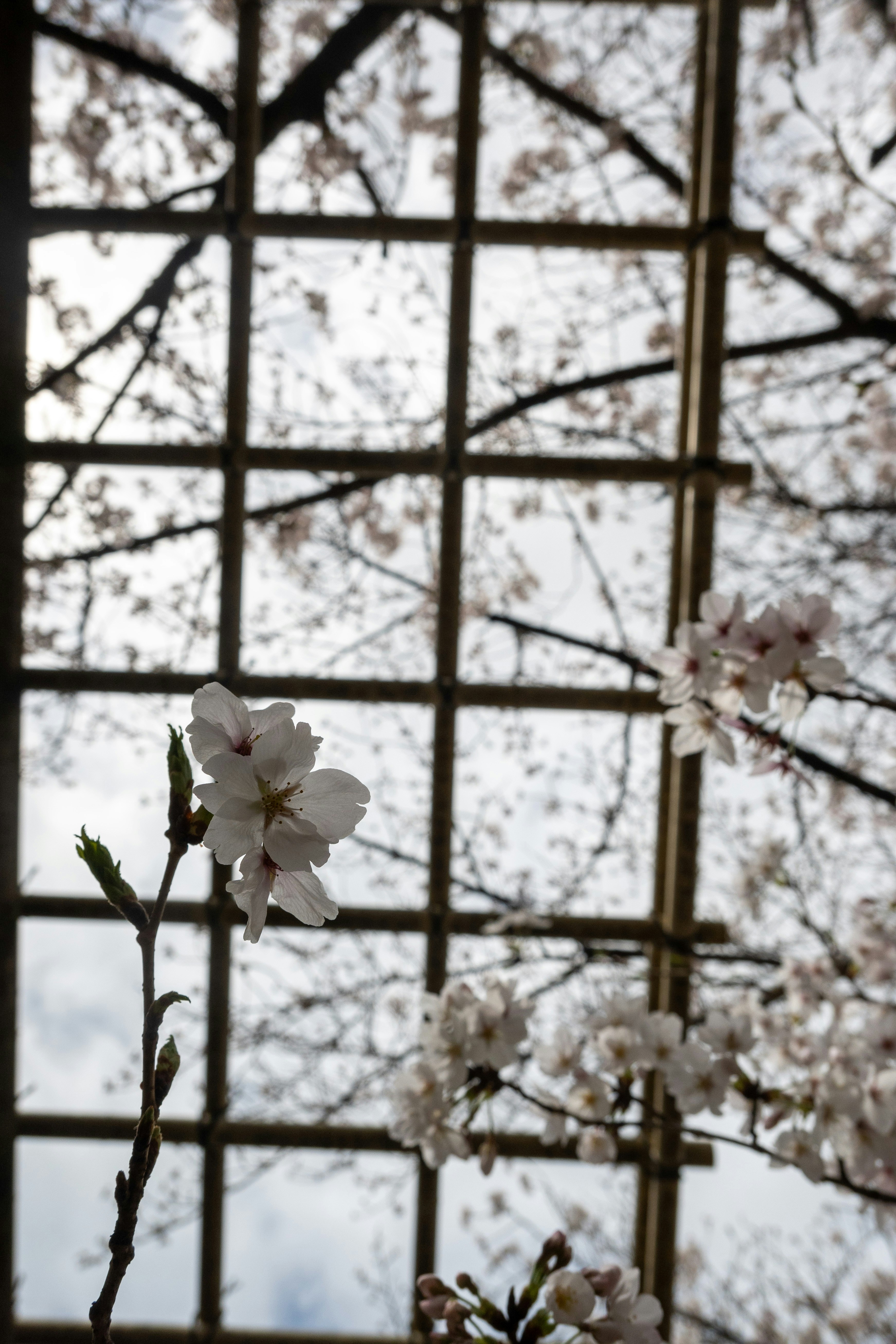 Cherry Blossoms Framed by a Geometric Arbor
