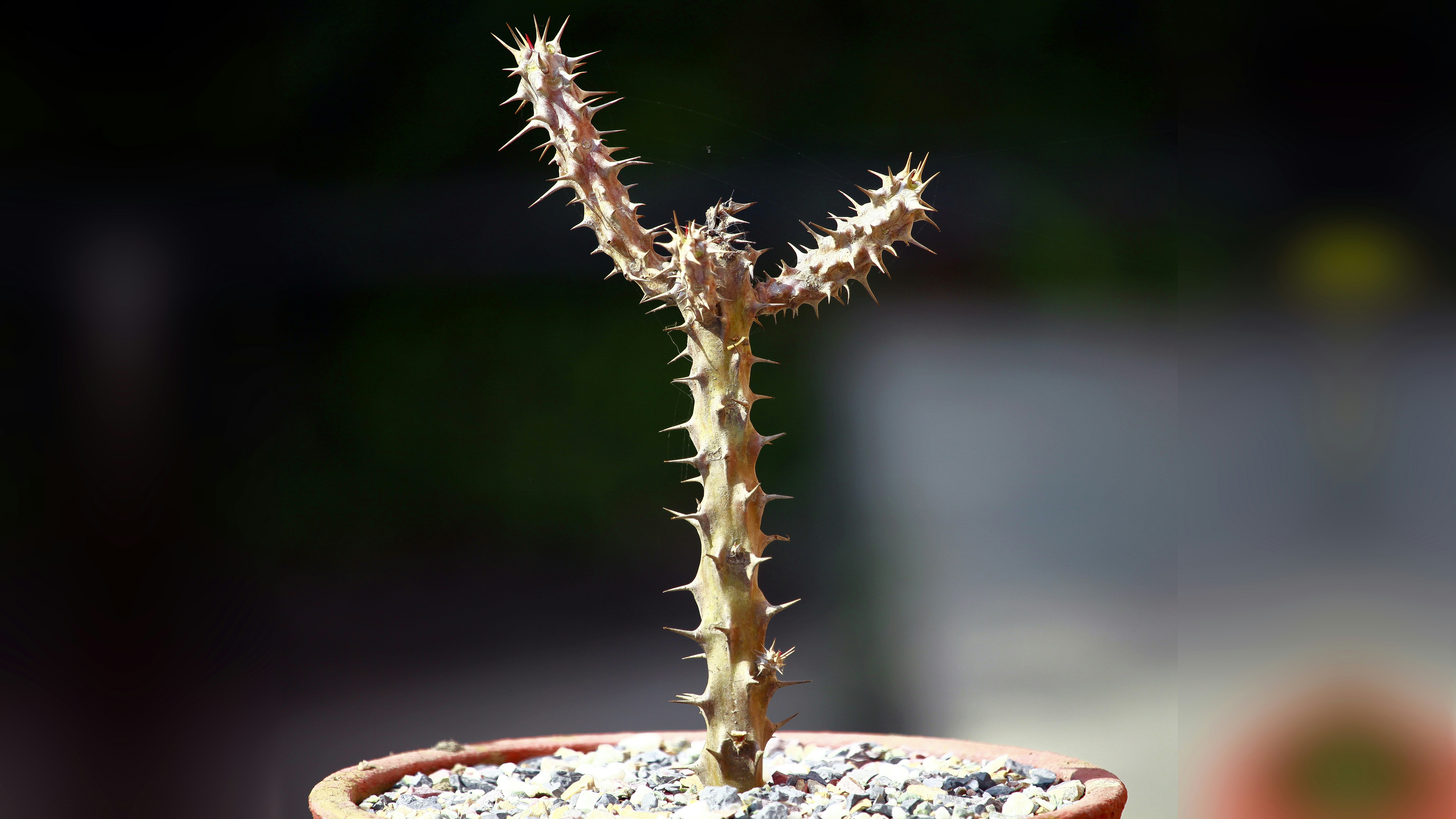 Spiny Yucca in Focus: A Minimal Pot Portrait at Dusk