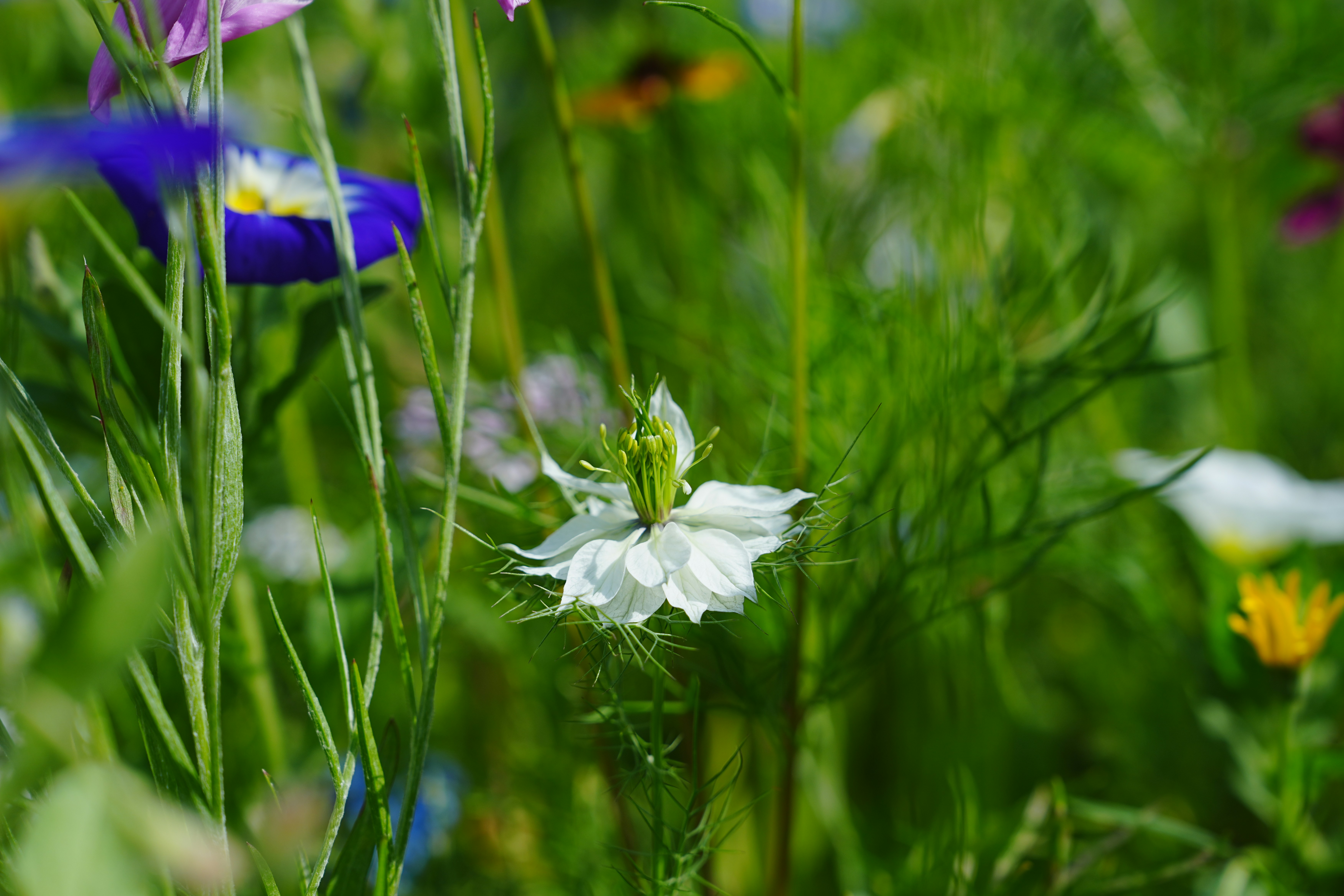 Photo by ERIC JIA with Sony Alpha 7 IV