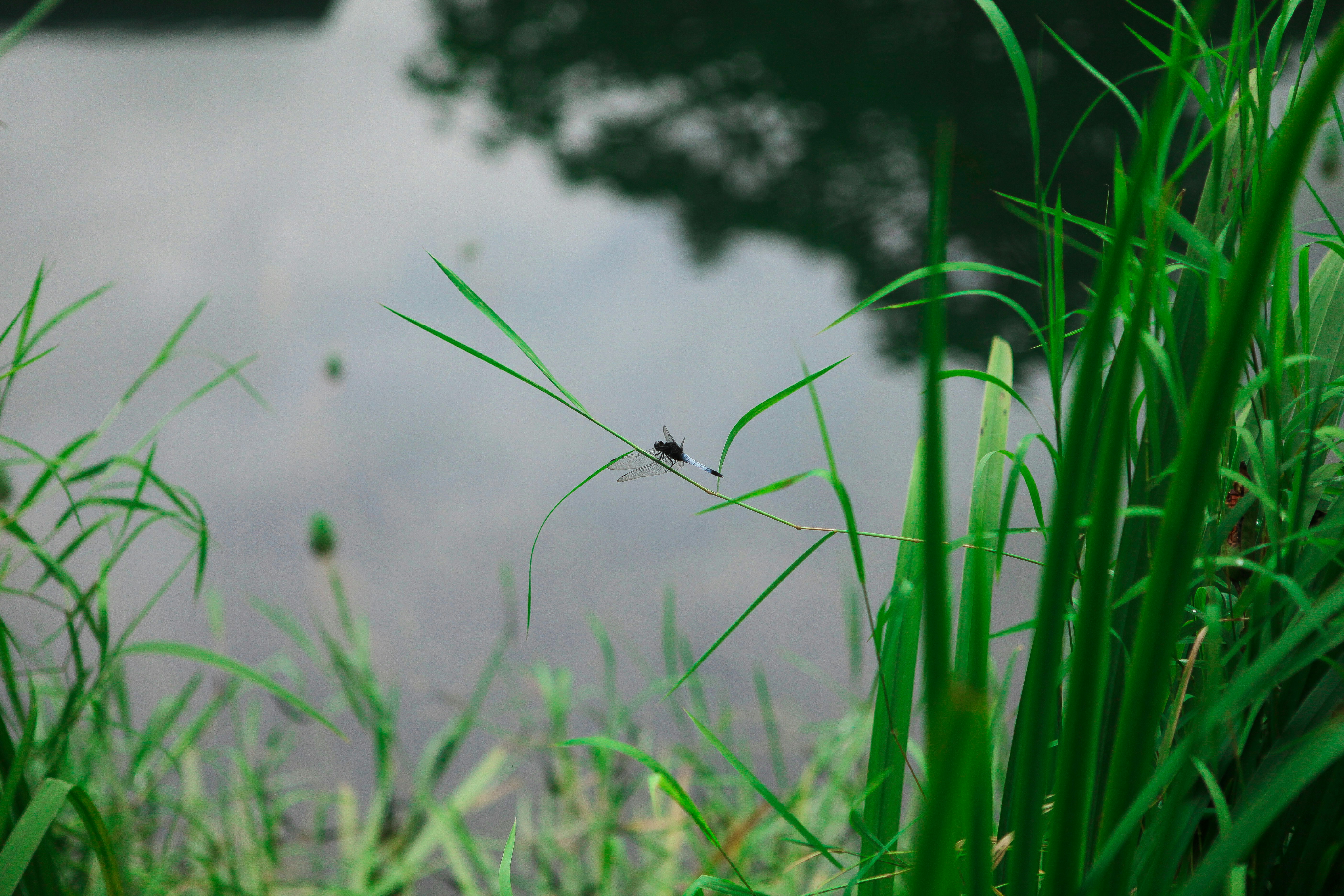 Dragonfly on a Reed: Quiet Communion by the Pond