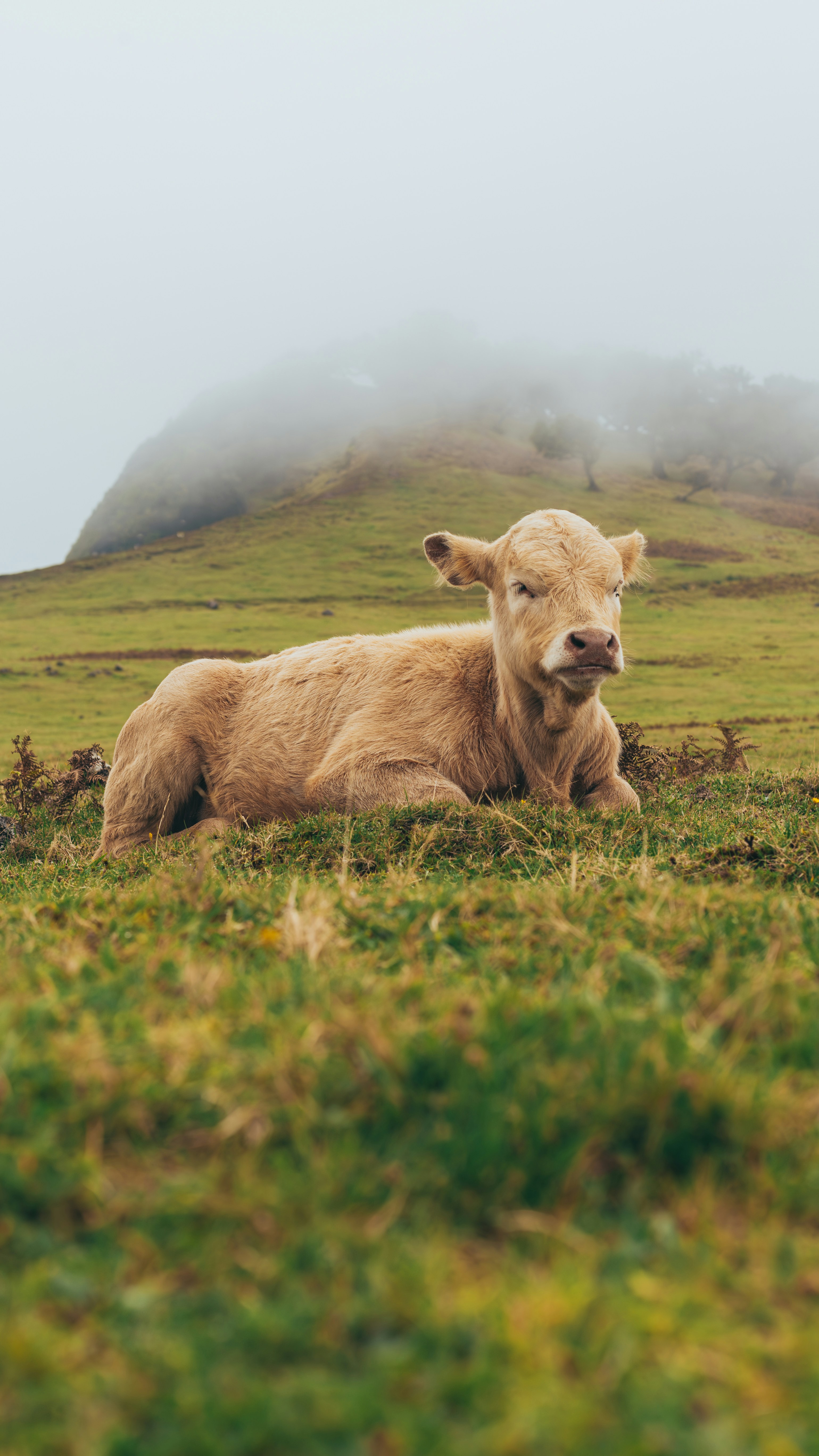Una vaca acostada en un campo cubierto de hierba foto – Imagen de ...