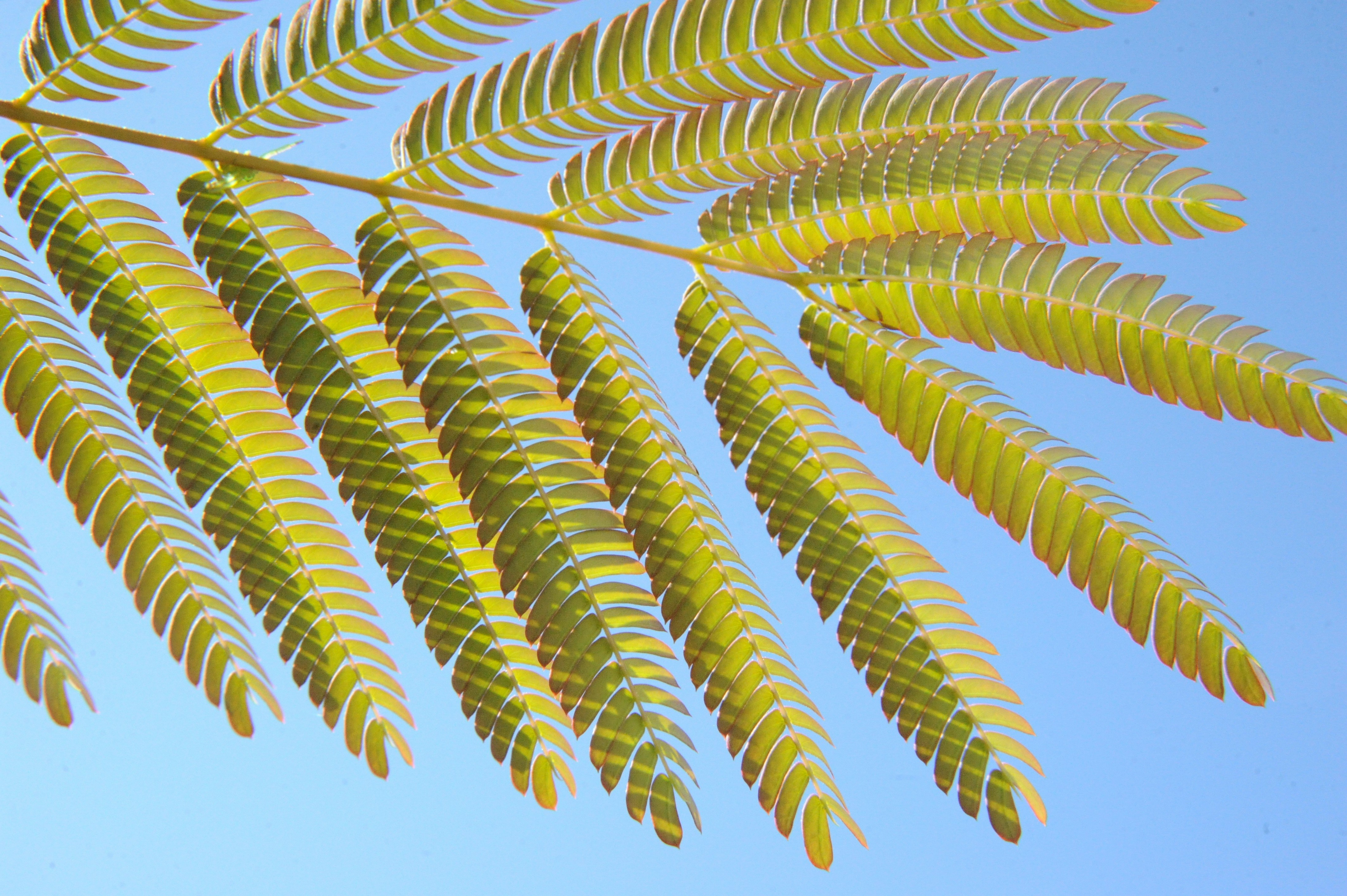 500+ Mimosa Pictures [HD] | Download Free Images on Unsplash