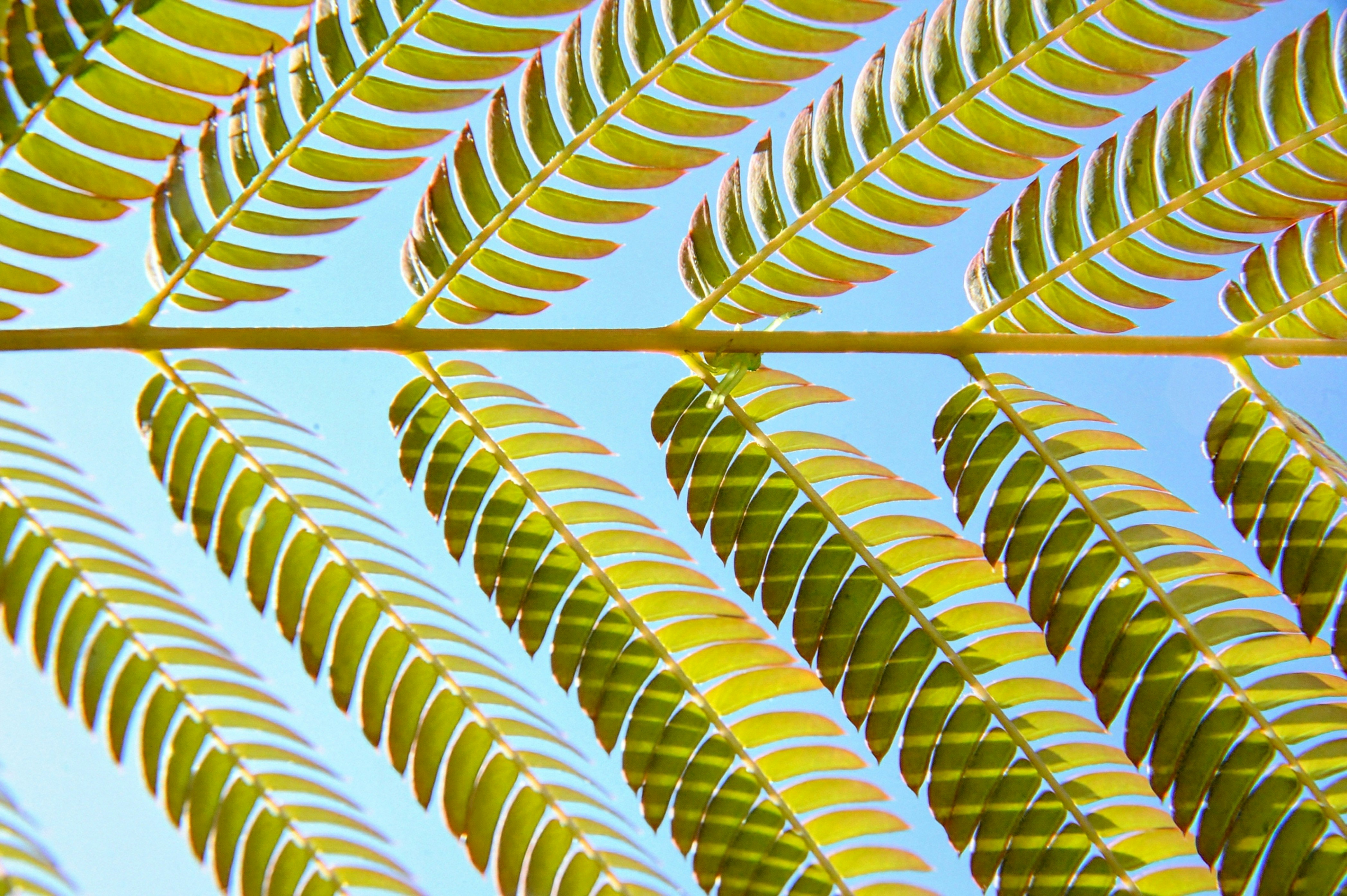 A close up of a green leaf against a blue sky photo – Free Mimosa Image ...