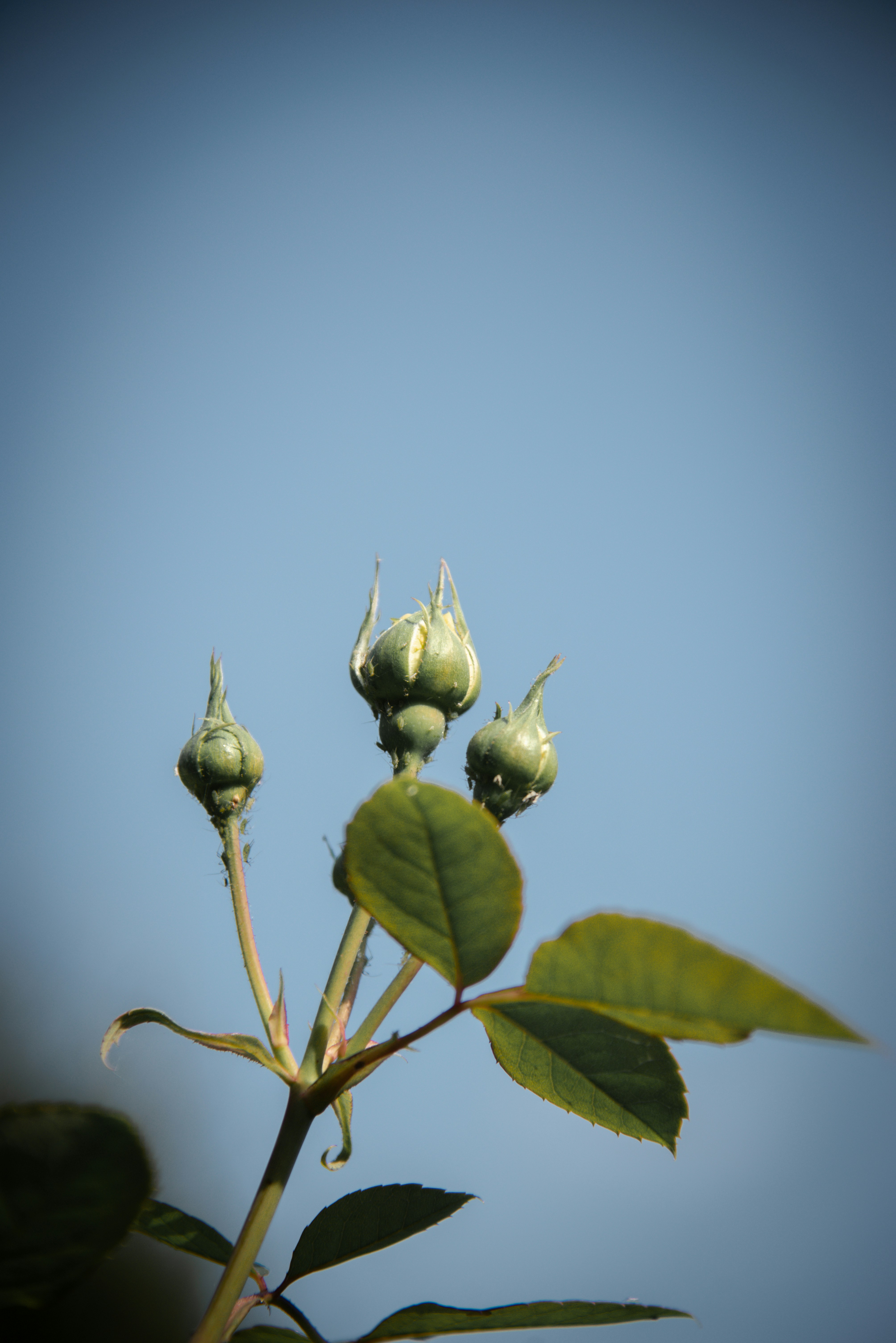 Emerald Rosehips Against a Cerulean Sky