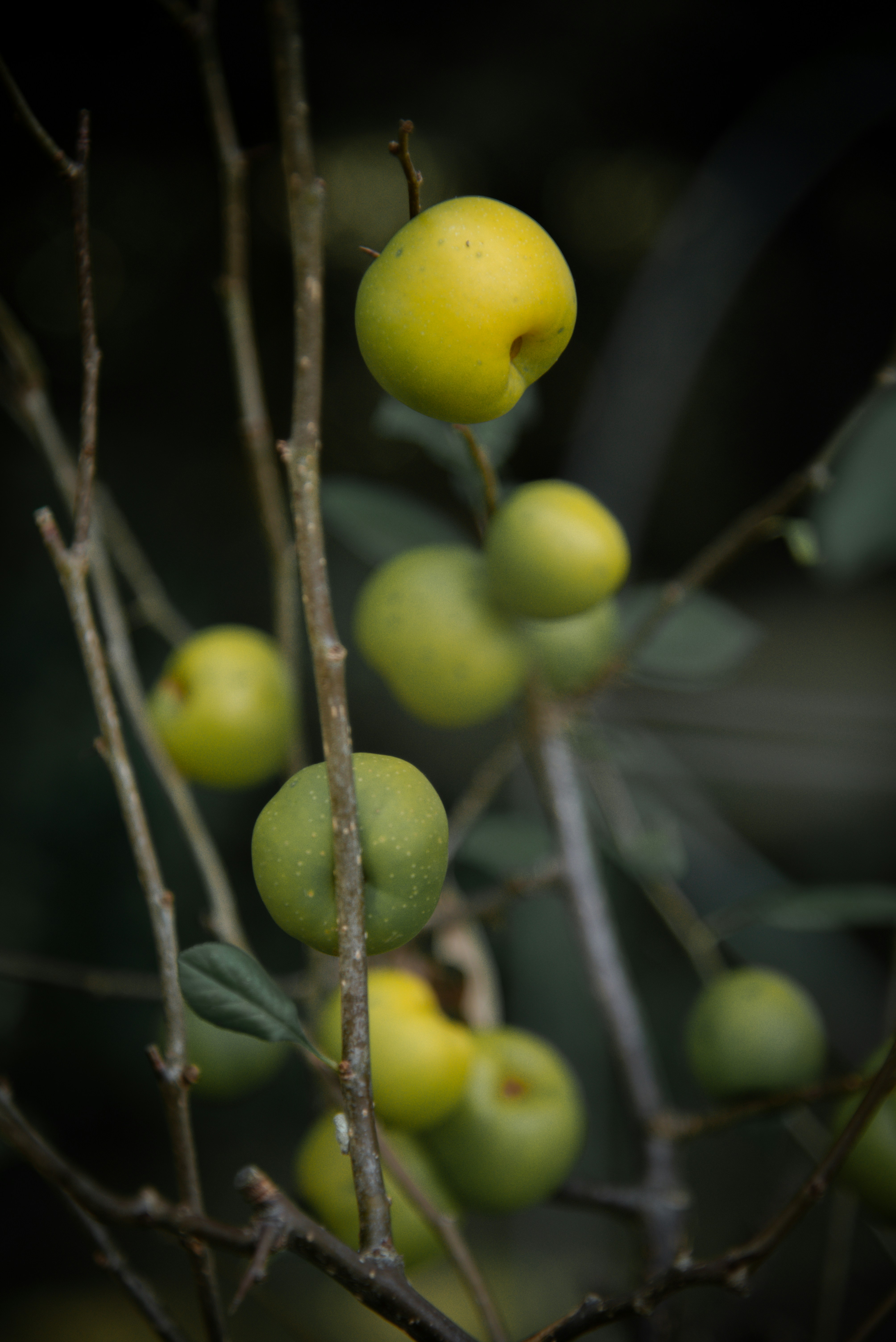 50,000+ Quince Pictures | Download Free Images on Unsplash