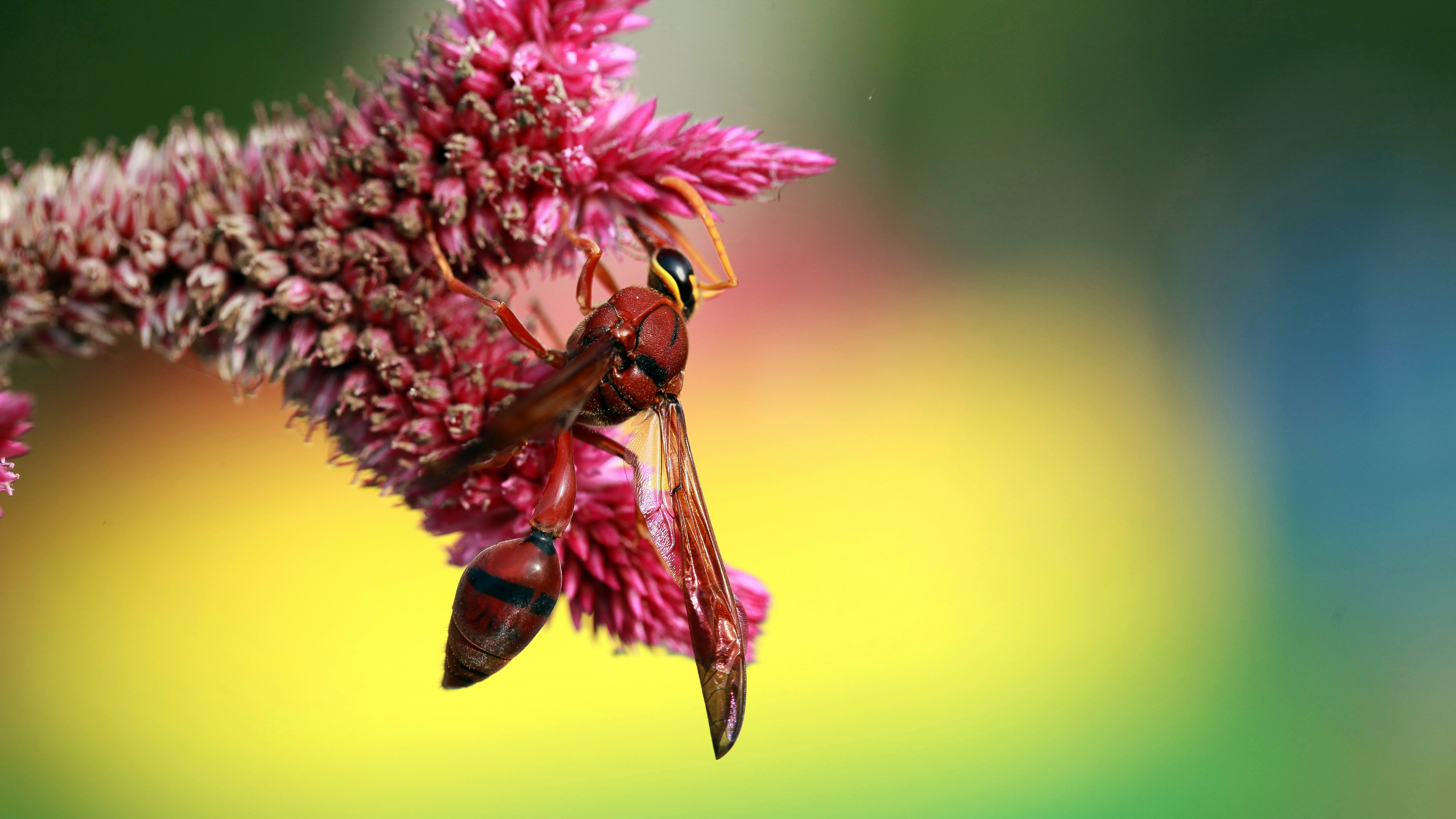 Crimson Coneflower Pause: Wasp on a Pink Bloom
