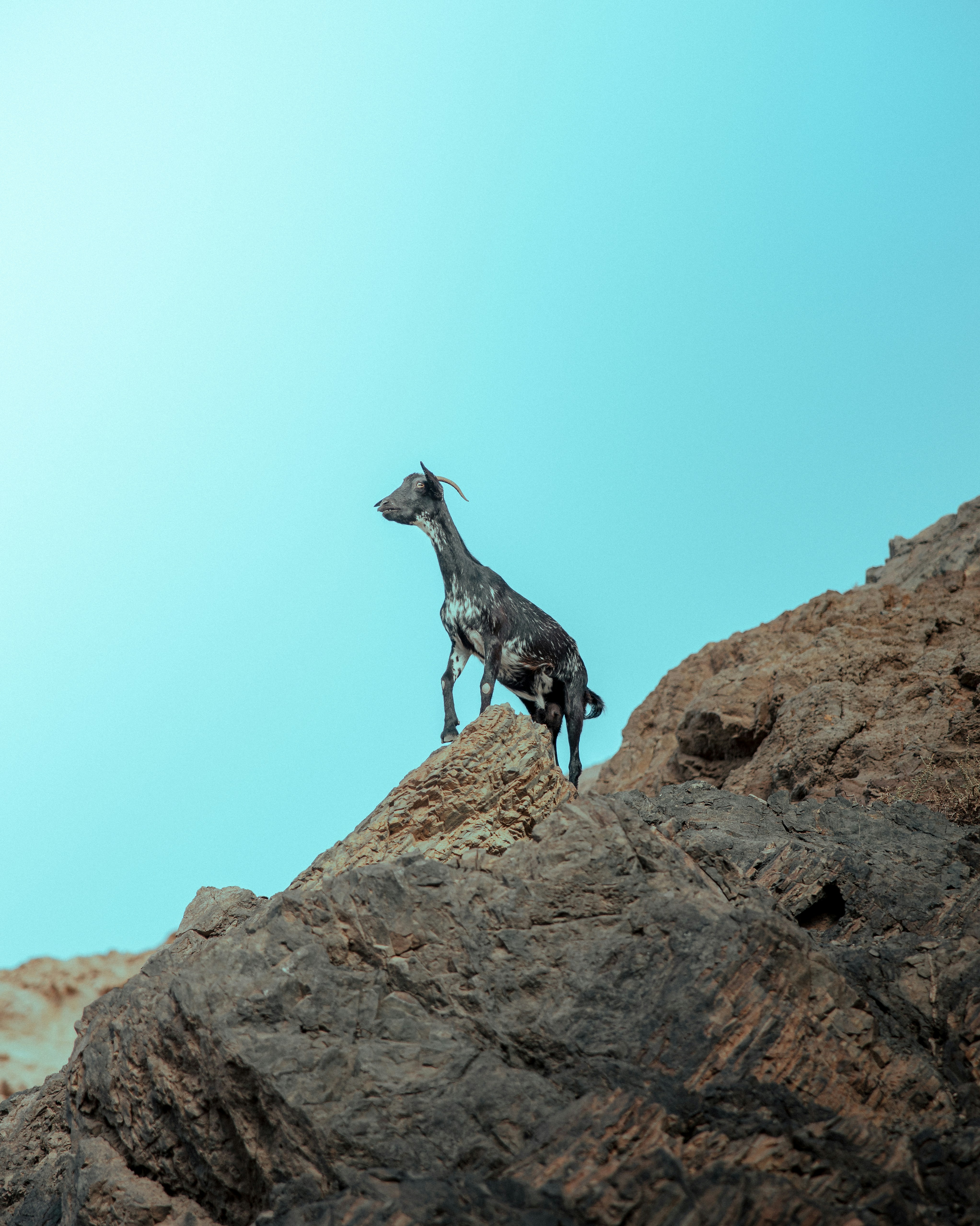 Ridge Sentinel: Lone Goat on Weathered Granite Under a Cerulean Sky
