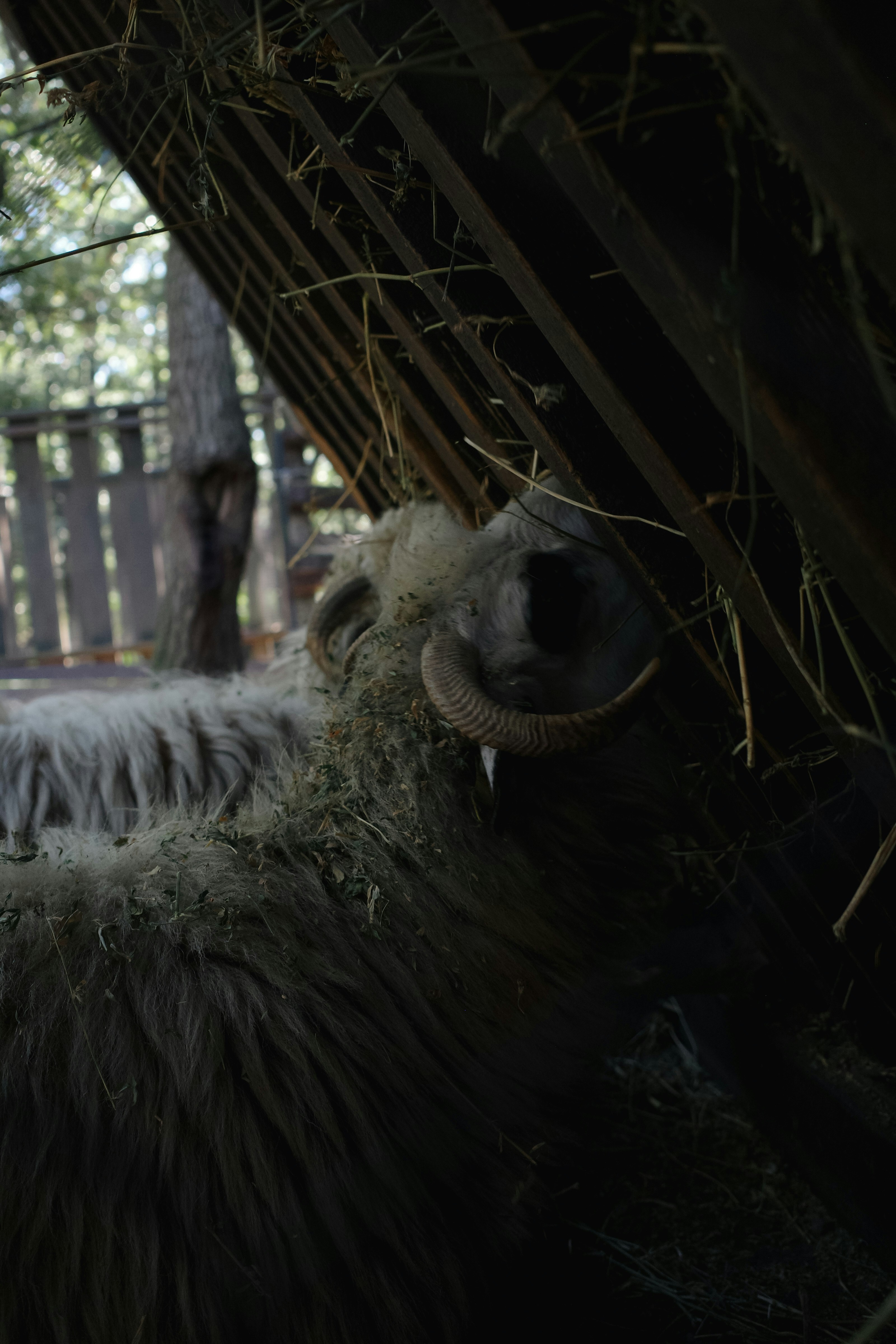 A sheep laying down in the shade of a shelter photo – Free Animal Image ...