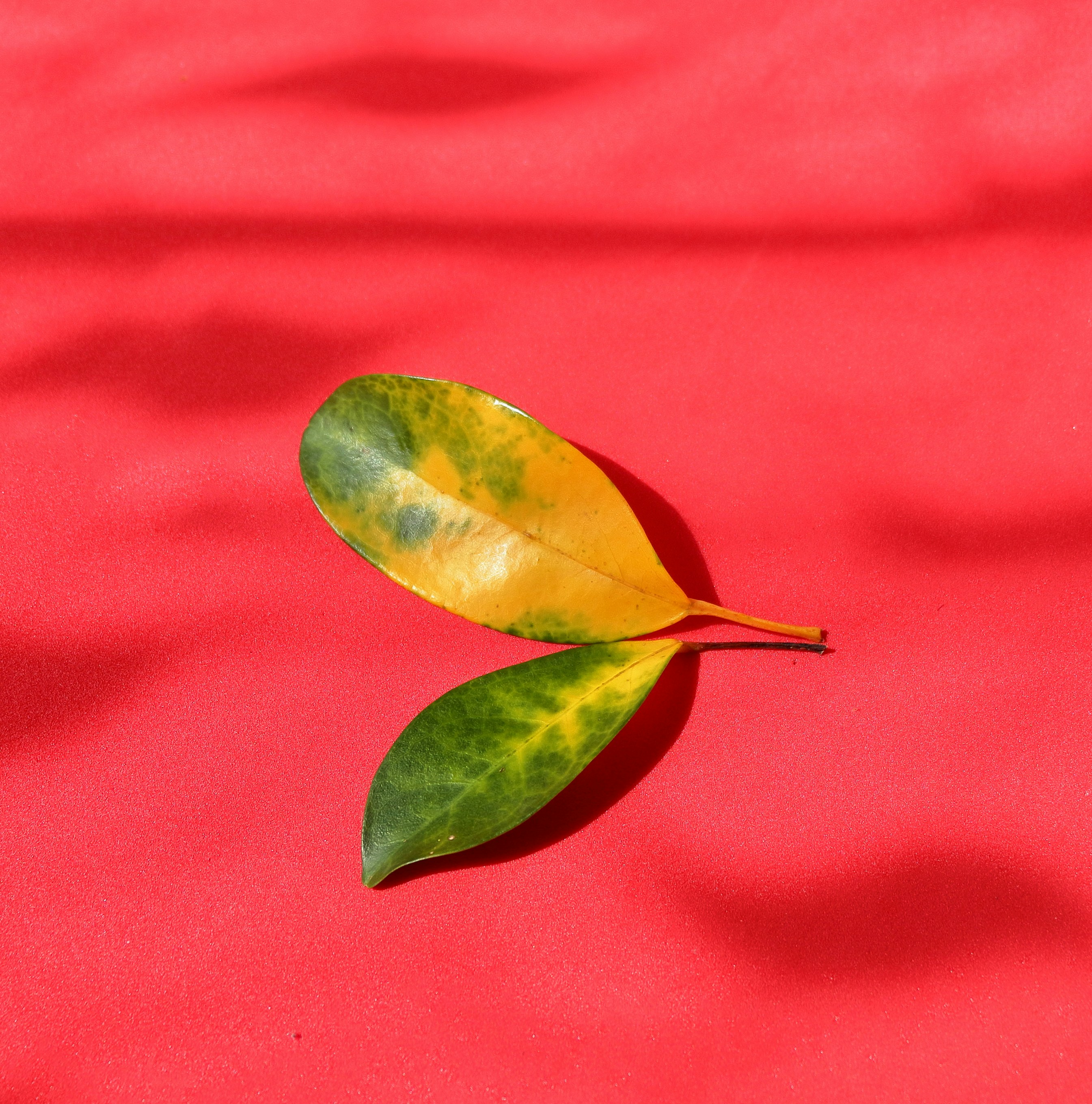 Photo by Mustafa akın with Canon EOS 1300D