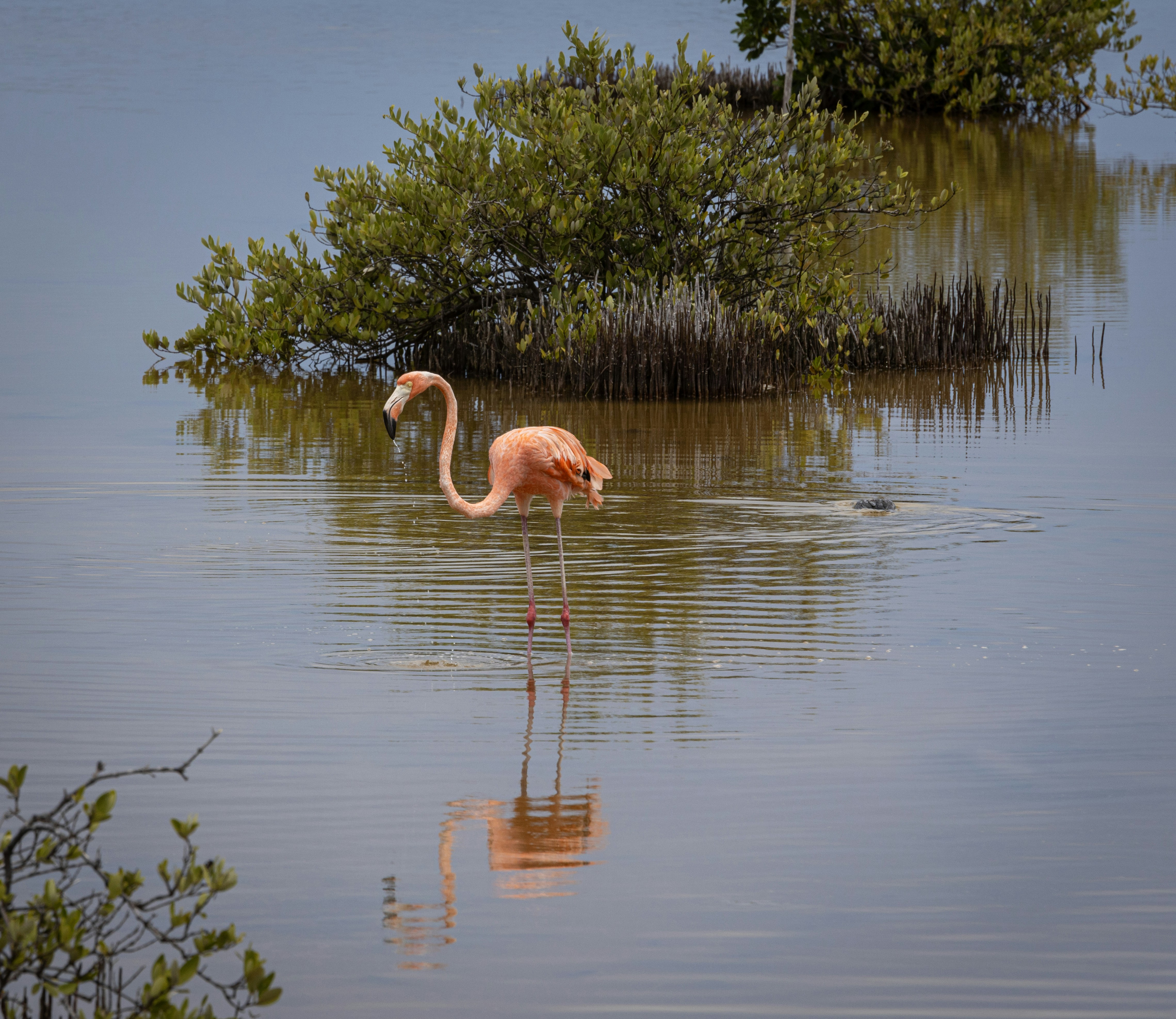 Gliding Stillness: Flamingo at the Edge of a Glassy Marsh