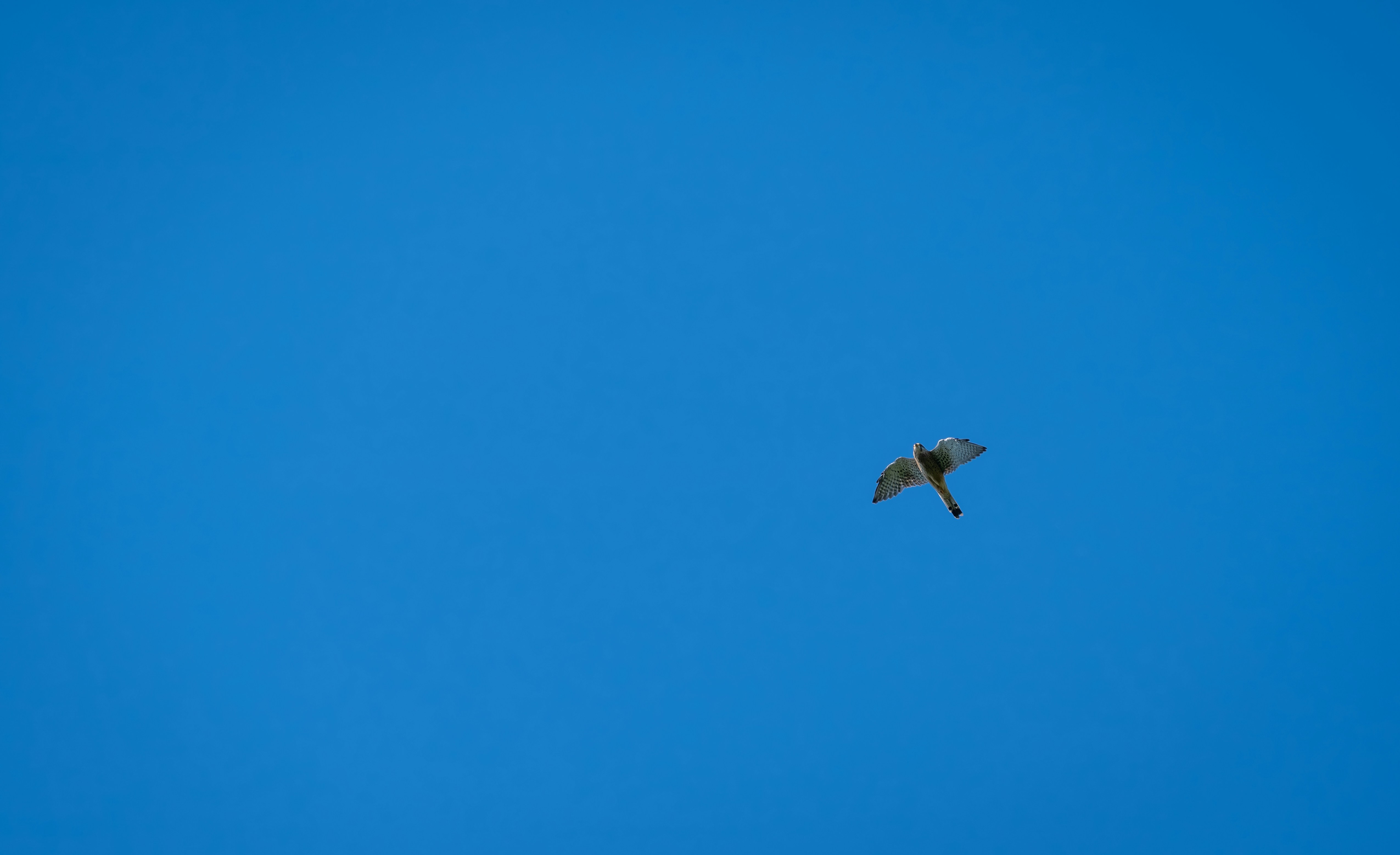 A bird flying high up in the sky photo – Free Netherlands Image on Unsplash