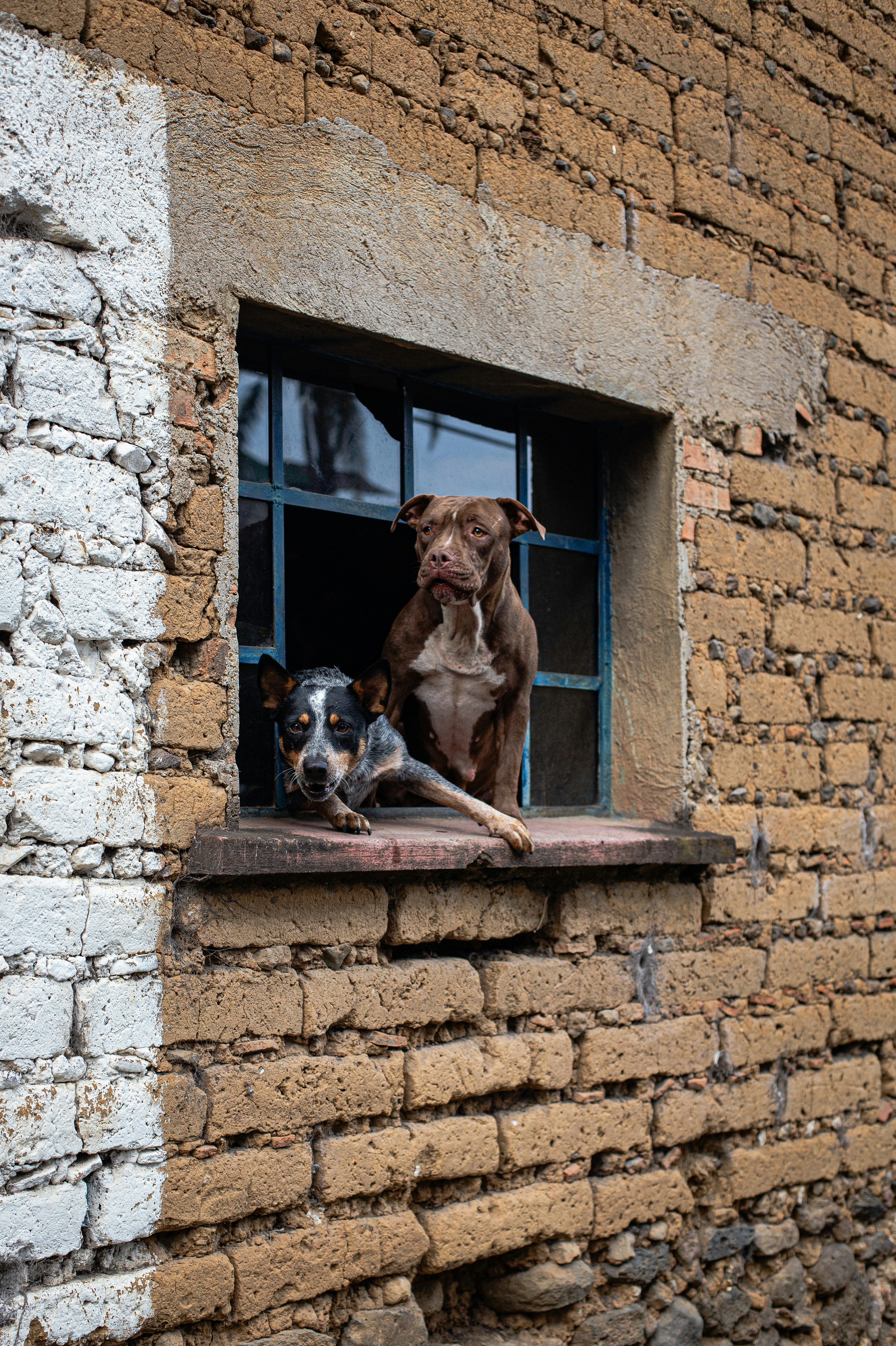 Two dogs sitting in a window of a brick building photo – Free Tepoztlán ...