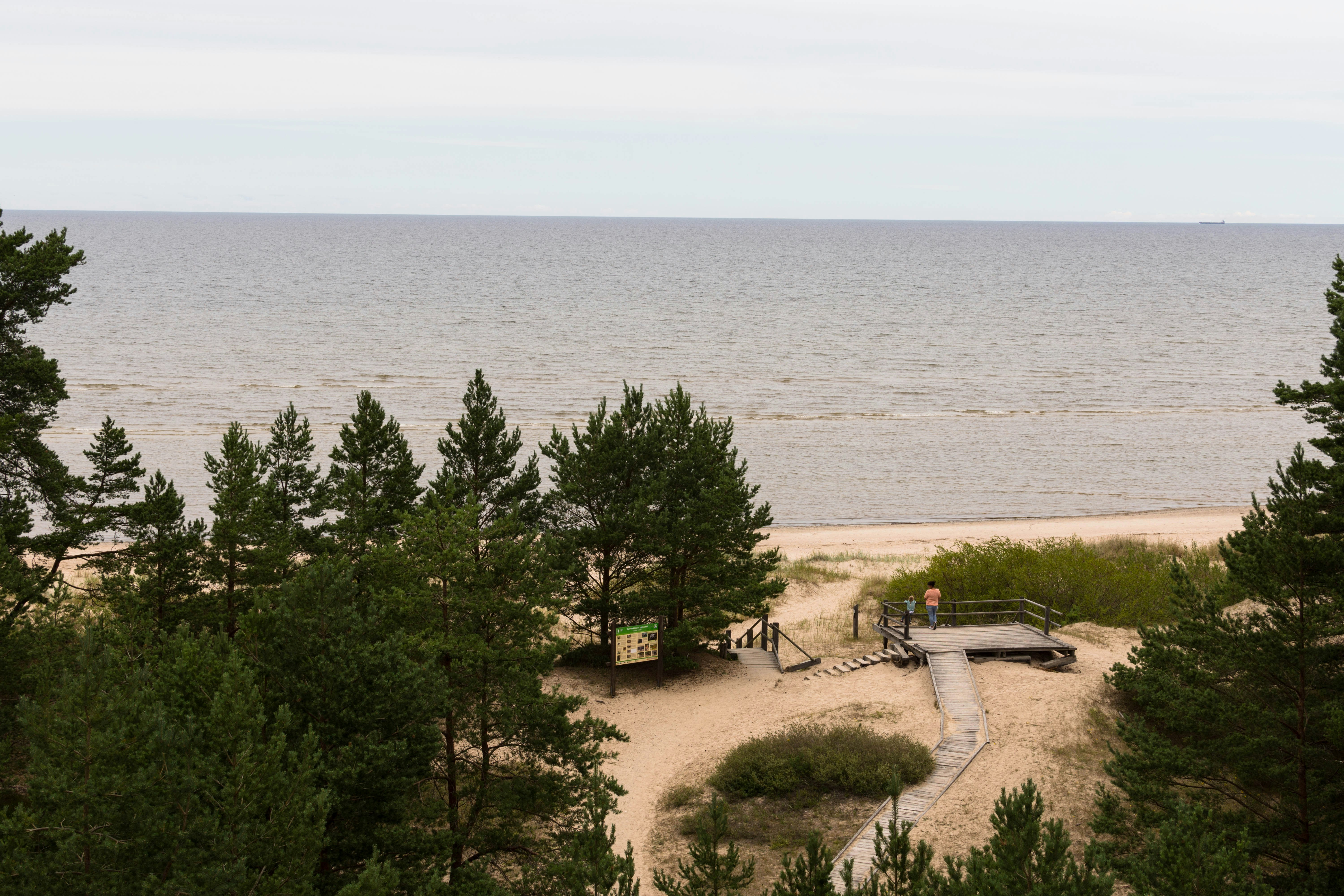 Boardwalk to the Quiet Sea: Pines Framing a Sandy Shore