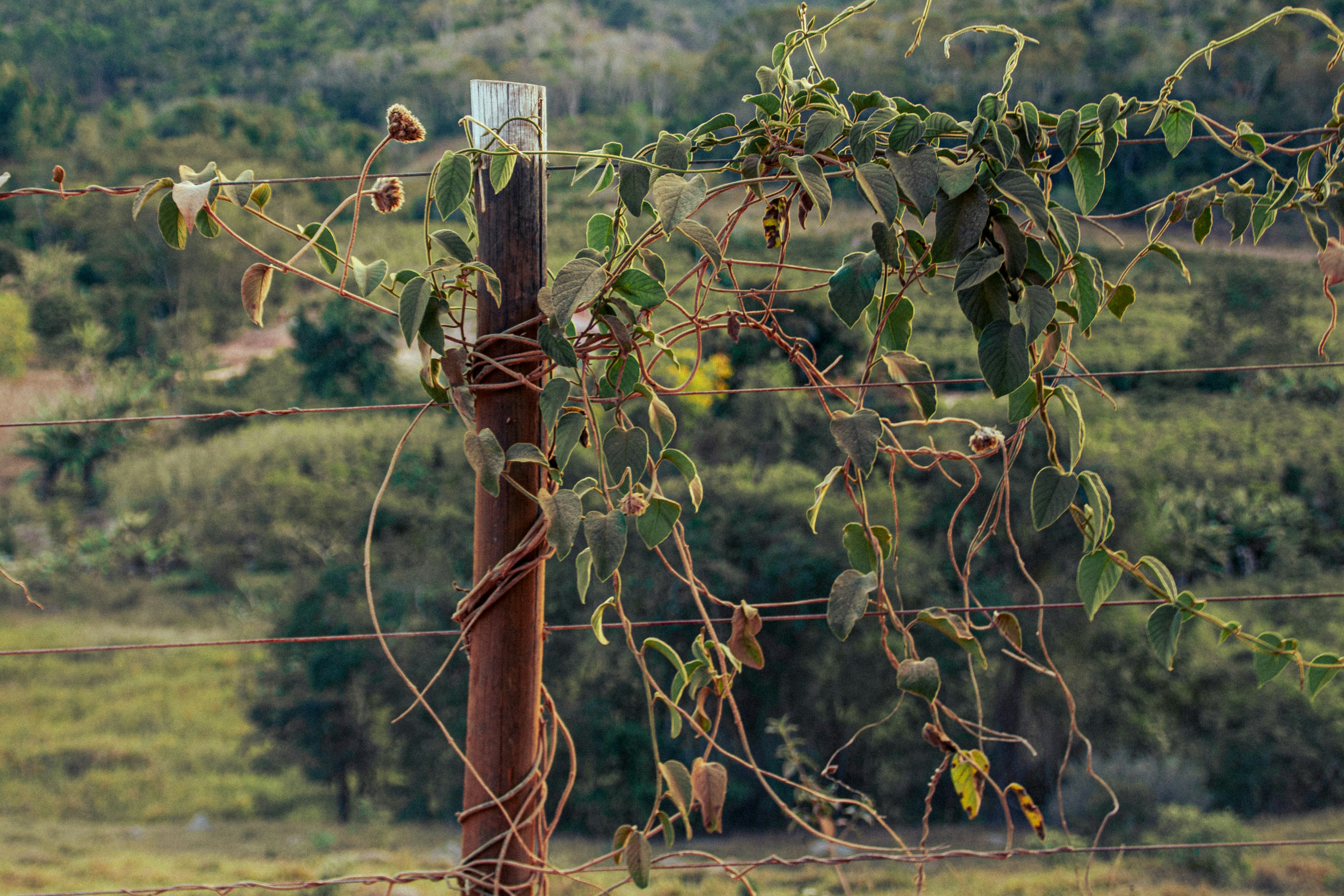 Vines Claim a Weathered Fence Post in a Quiet Field