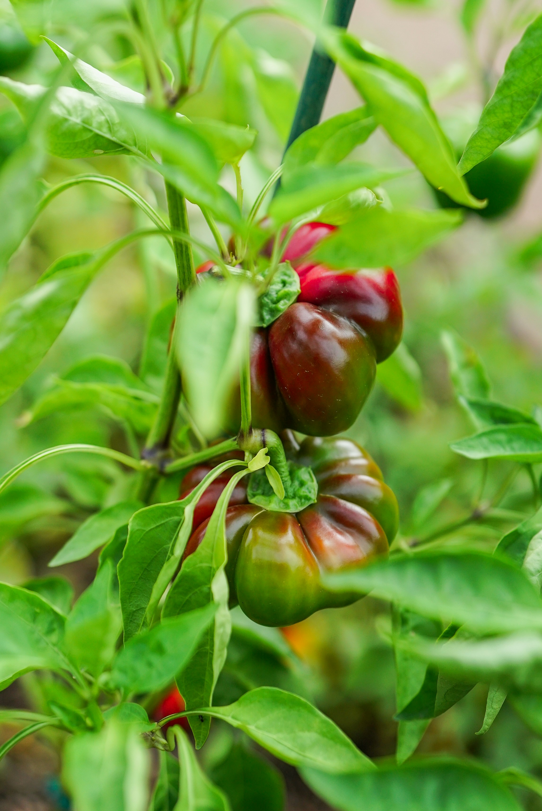 A group of red and green peppers growing on a plant photo – Free Crops ...