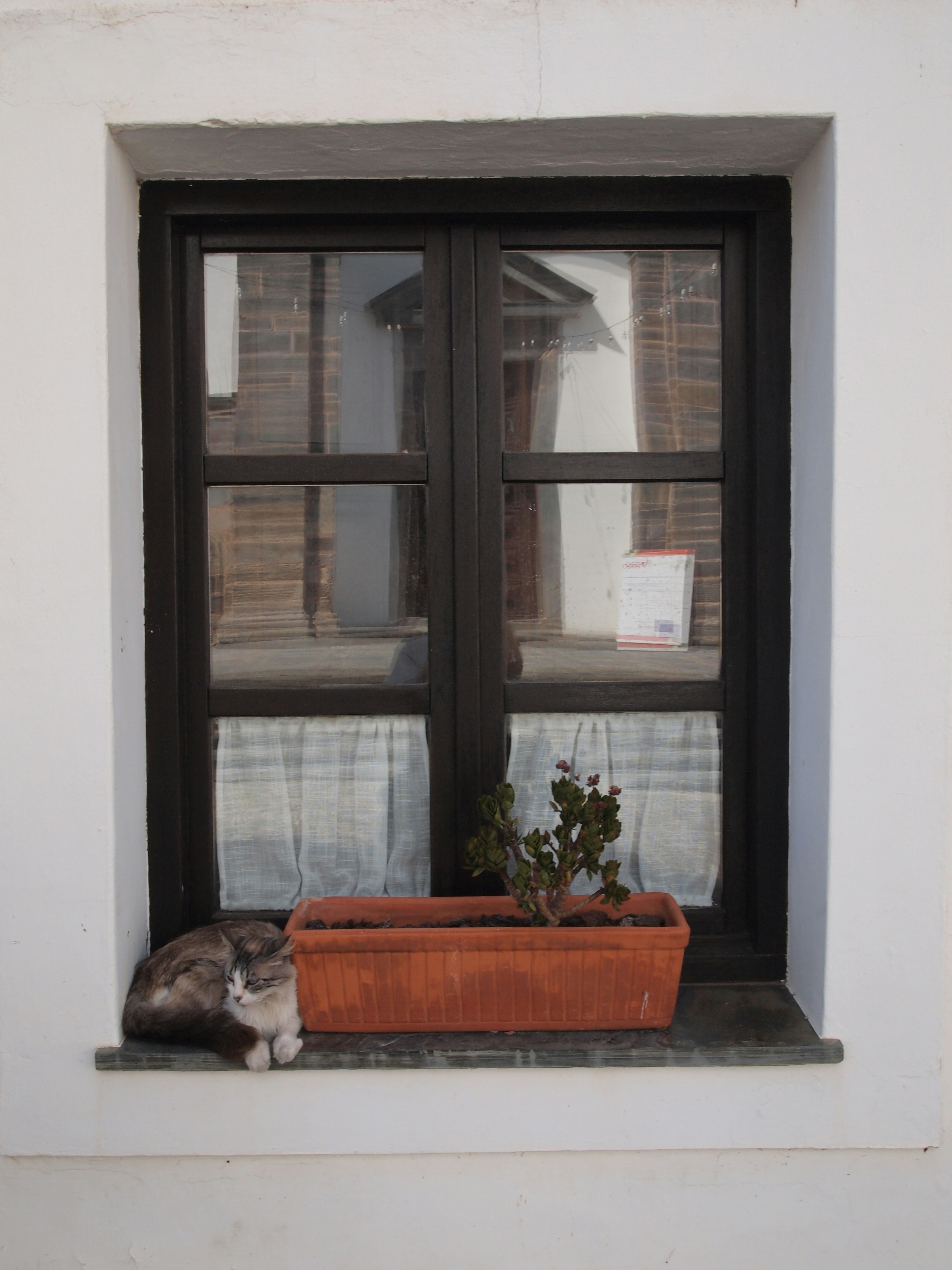 Grey cat curled on a windowsill beside an orange rectangular planter with a small plant against a white building.