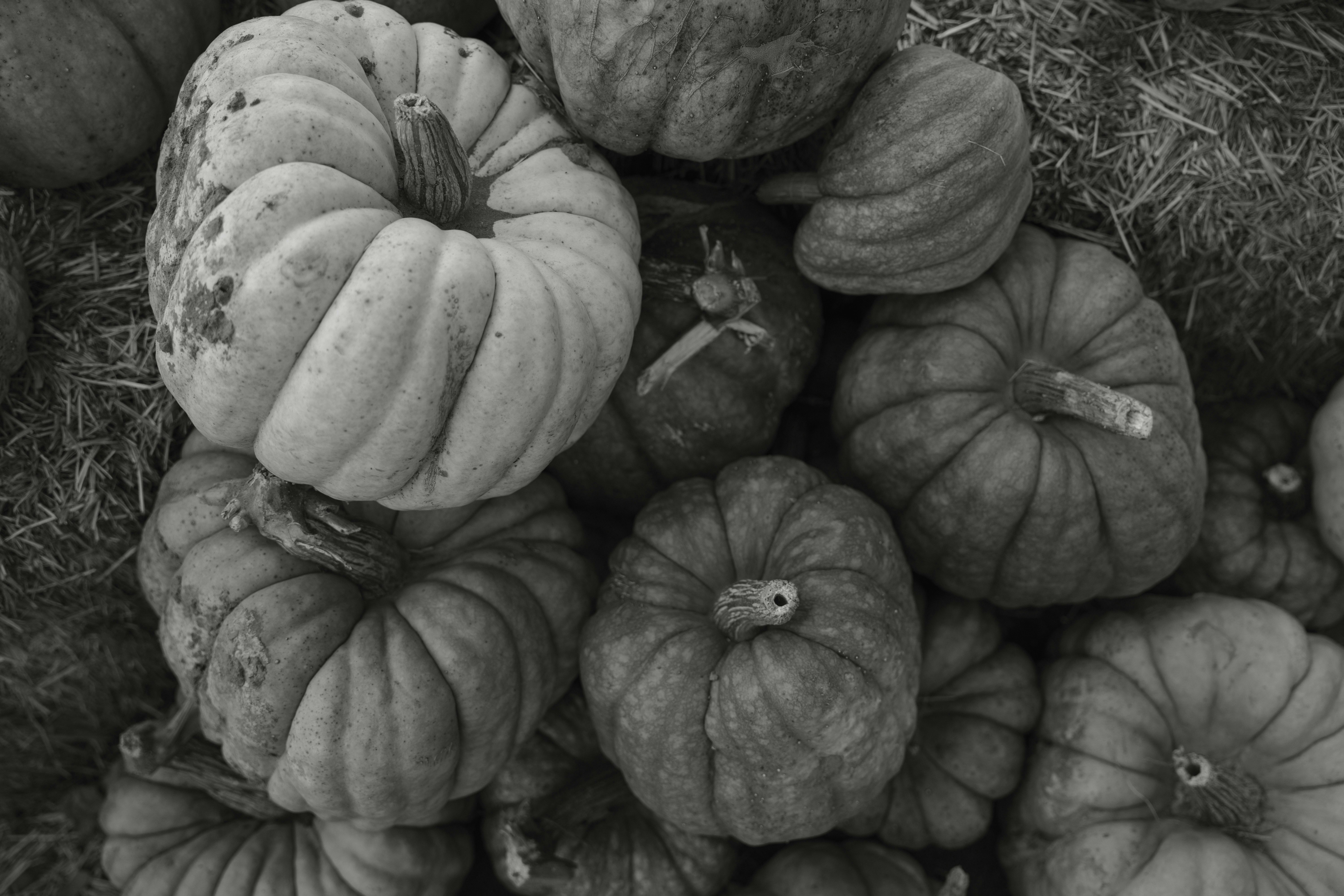 Black and white photograph of pumpkins in a pile photo – Free Pumpkin ...