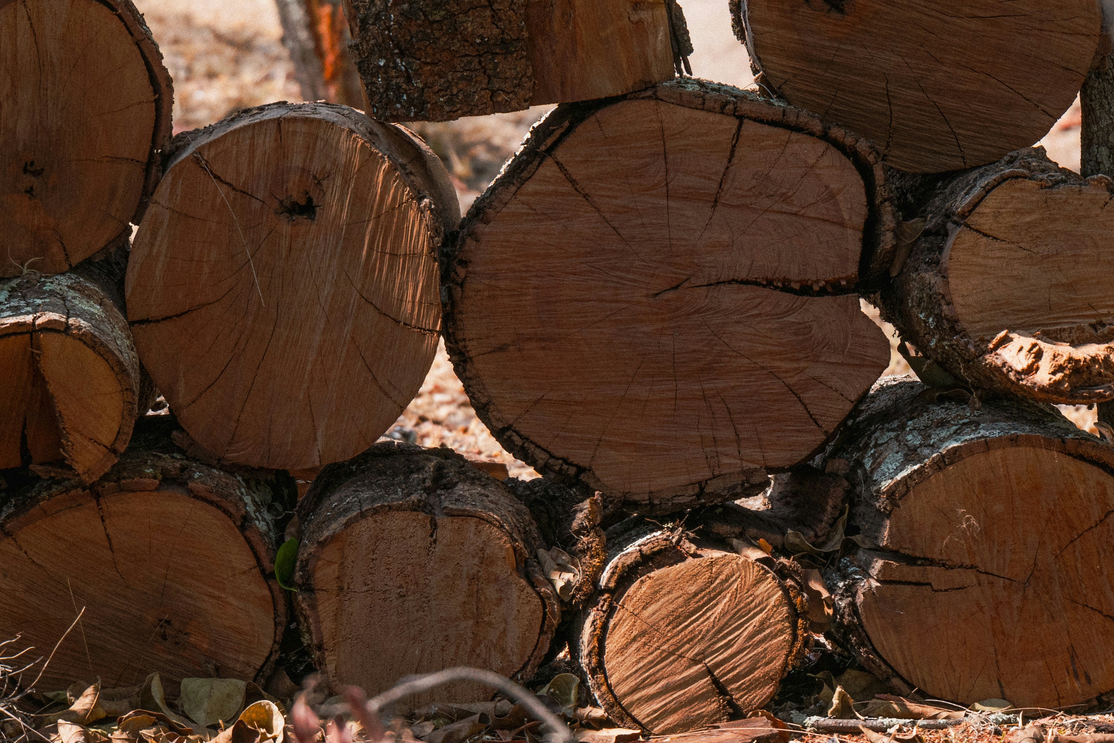 Natural Wood Pictures | Download Free Images on Unsplash