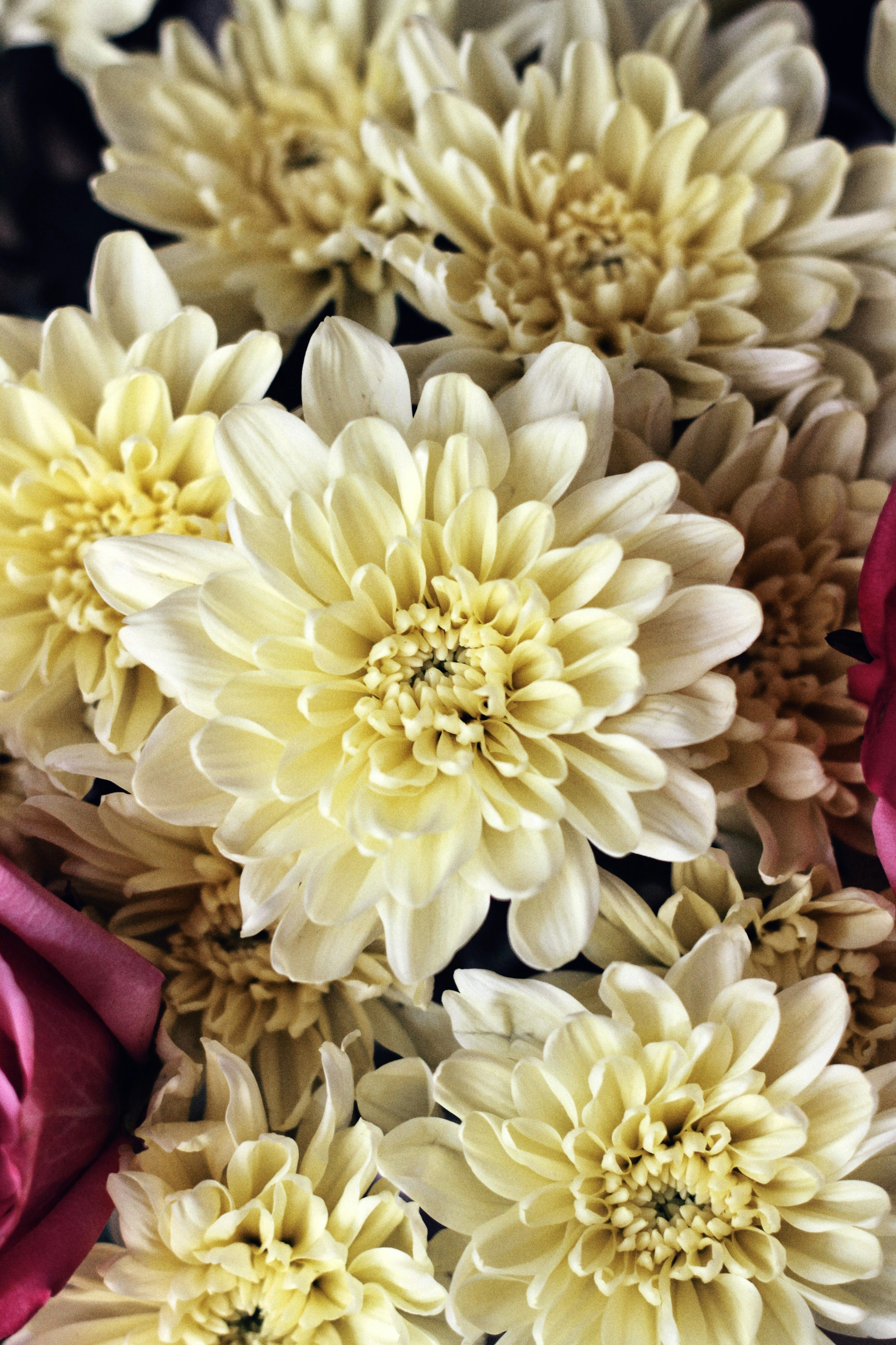 Cream Chrysanthemum Crown: Macro Portrait of Soft Petal Geometry