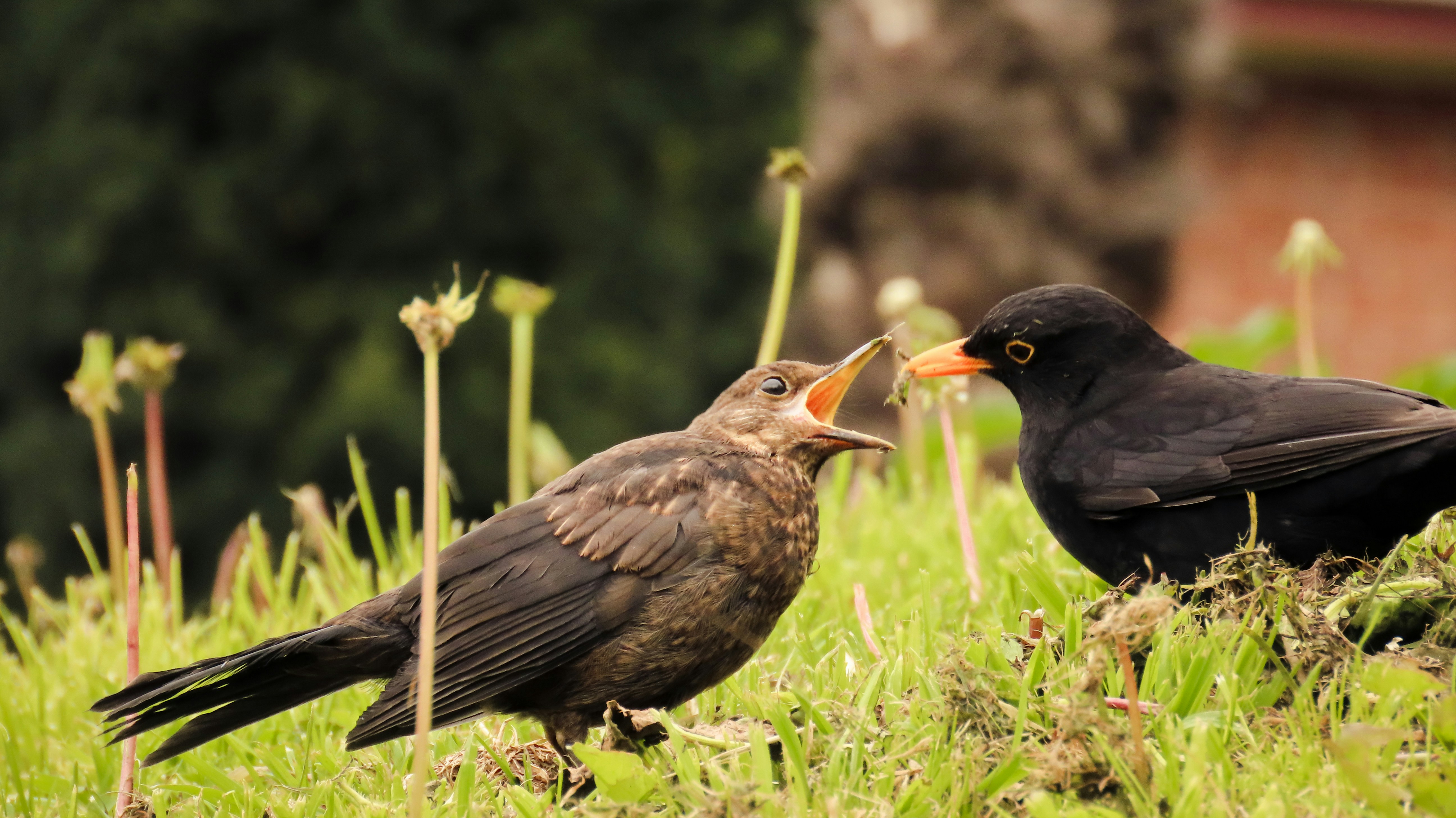 Adult bird feeding a juvenile bird among green grass with blurred trees in the background.