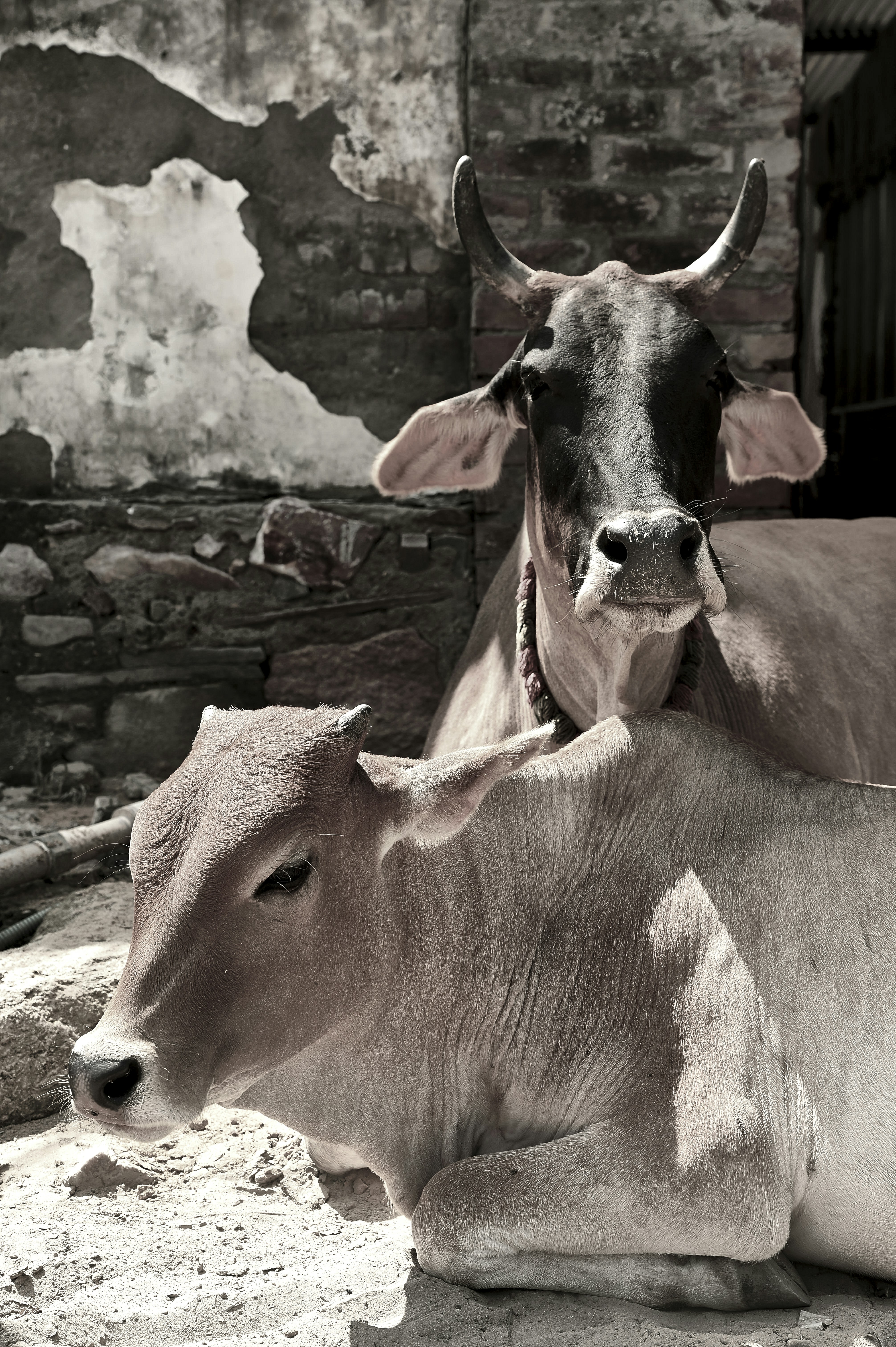 Monochrome Silence: Two Cattle Rest by a Weathered Wall