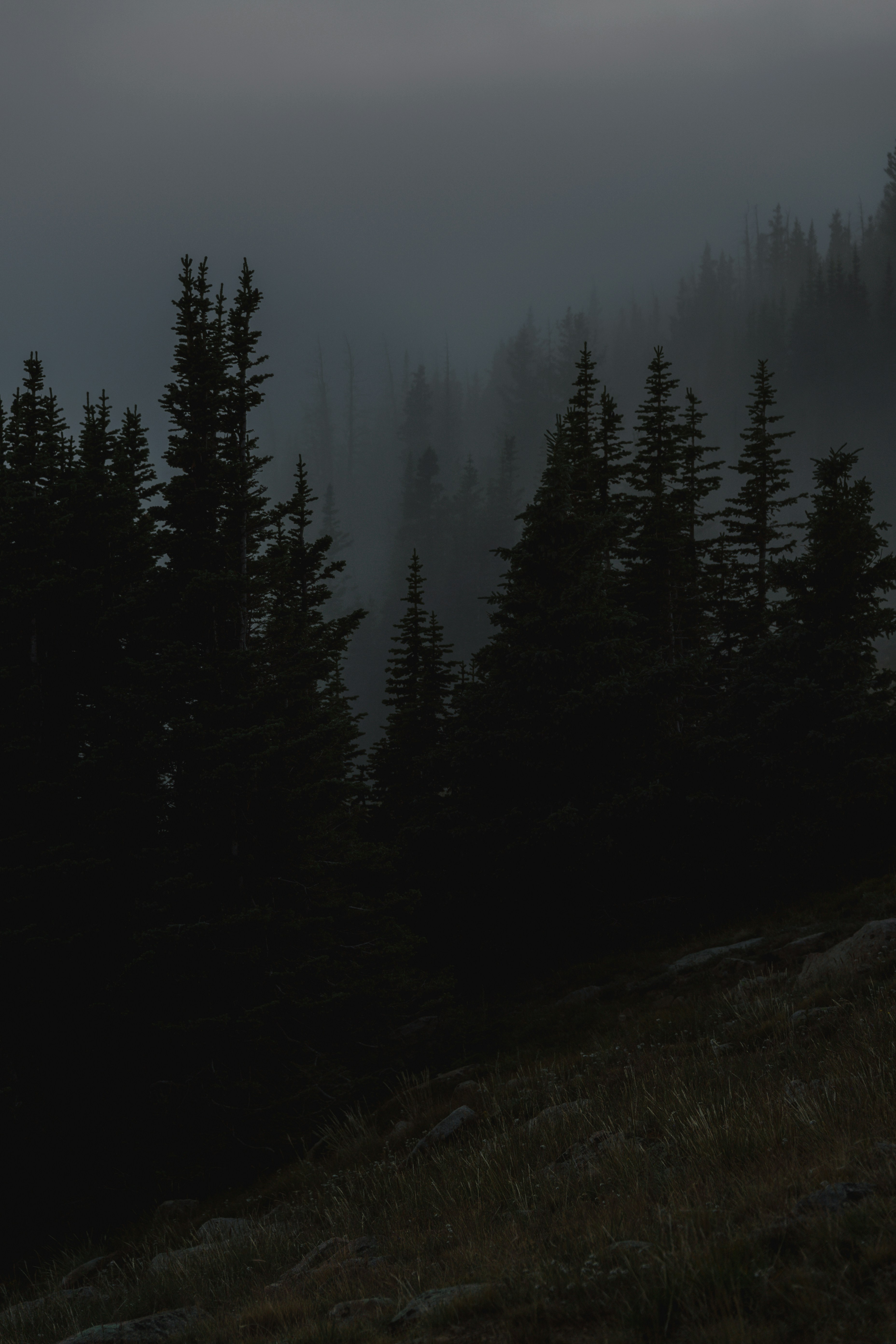 Dense fog envelops tall pine trees in a tranquil forest.