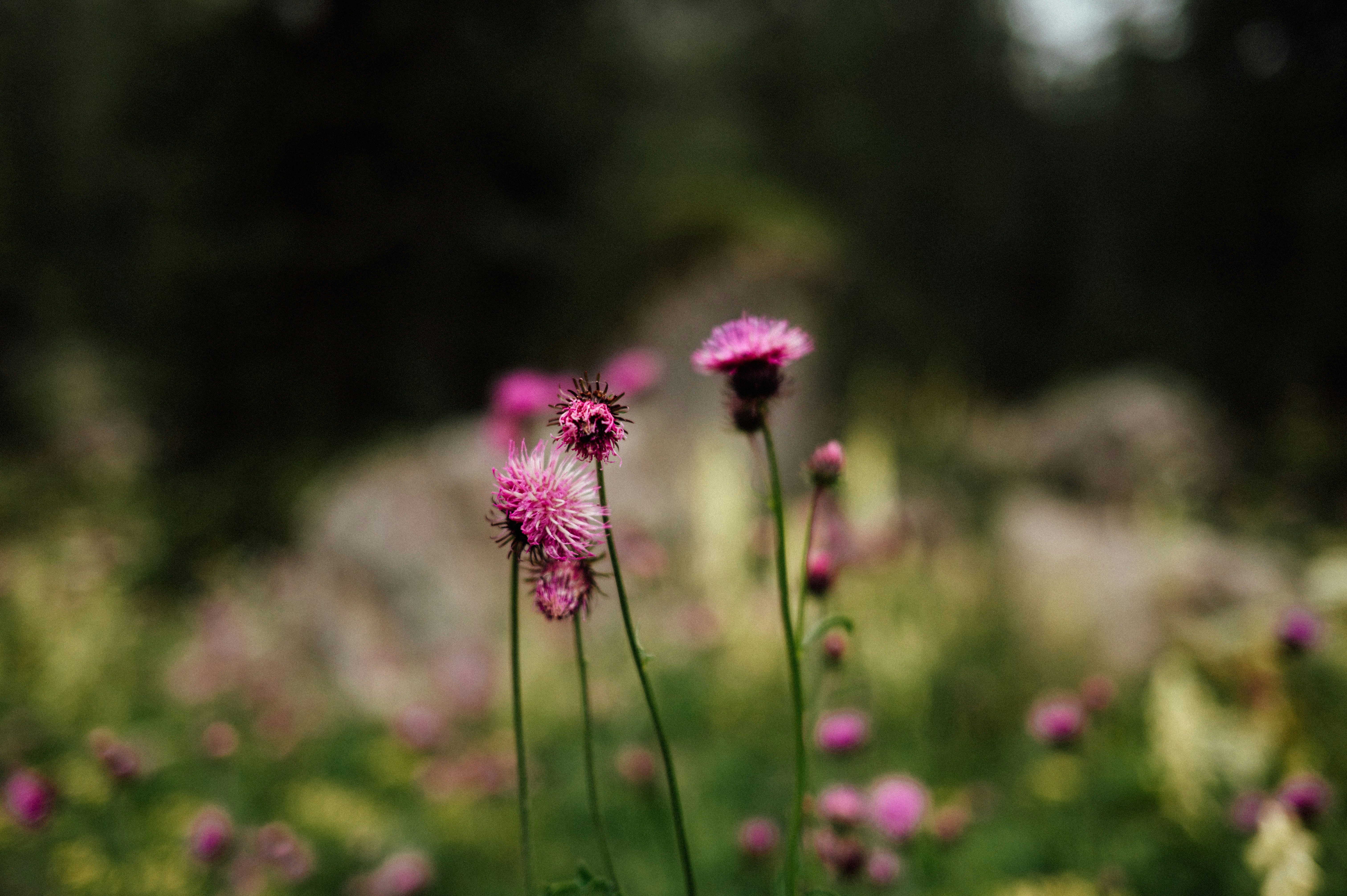 Soft Bloom in Velvet Bokeh: Pink Globe Thistles in a Quiet Meadow