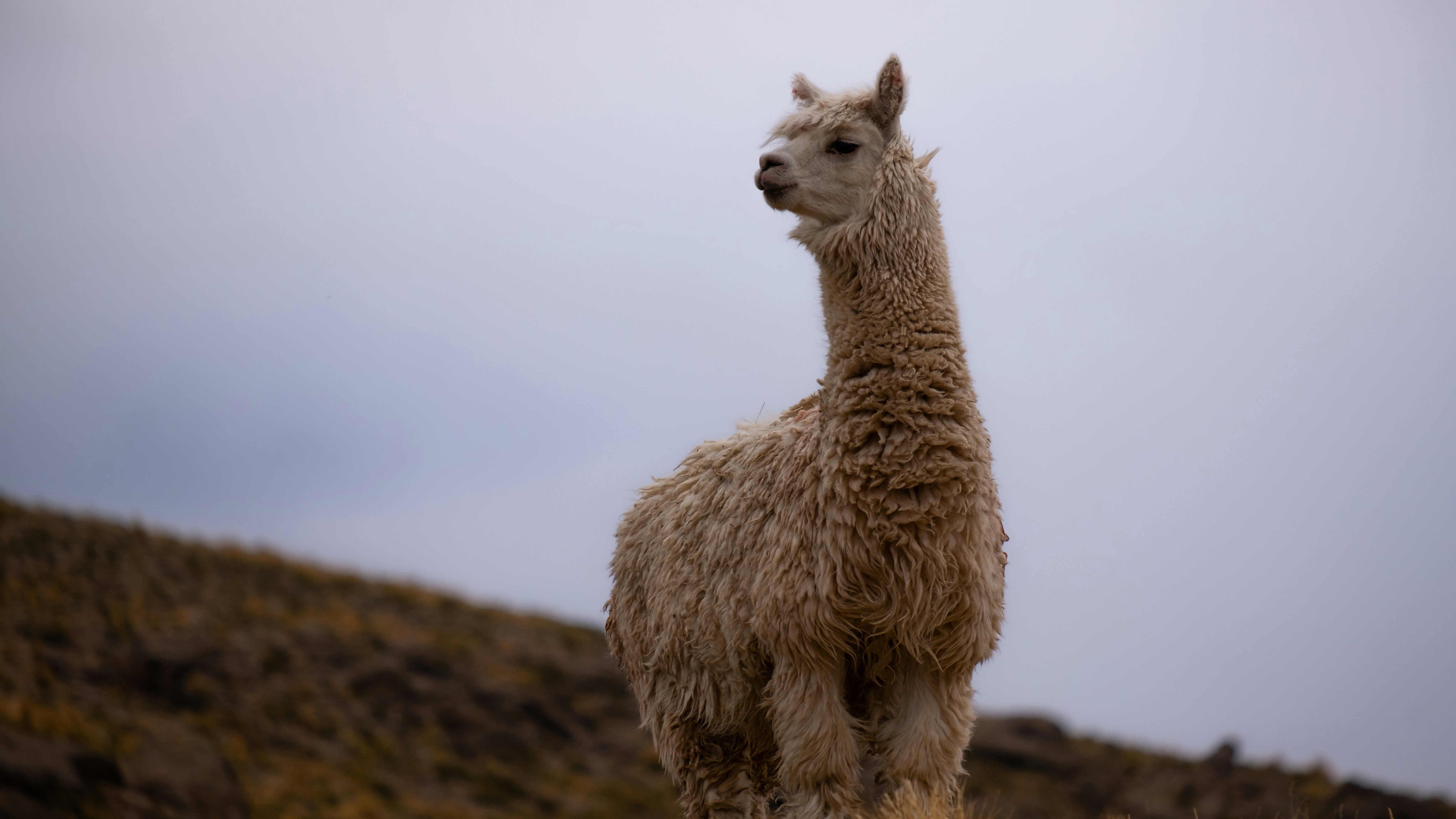 Llama standing on a grassy hillside beneath a cloudy sky.