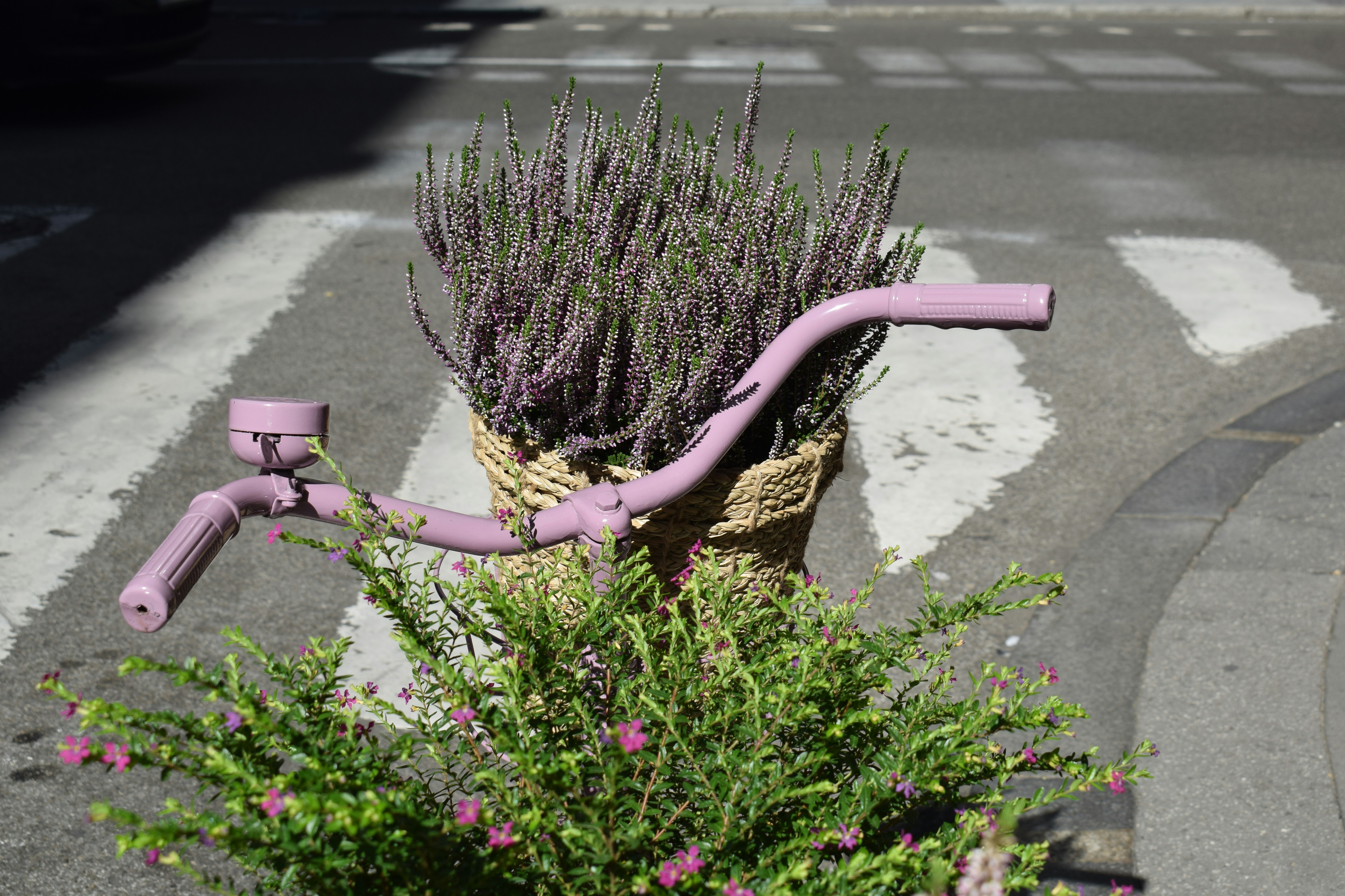Pastel-pink bicycle handlebars cradle lavender on a sunlit street