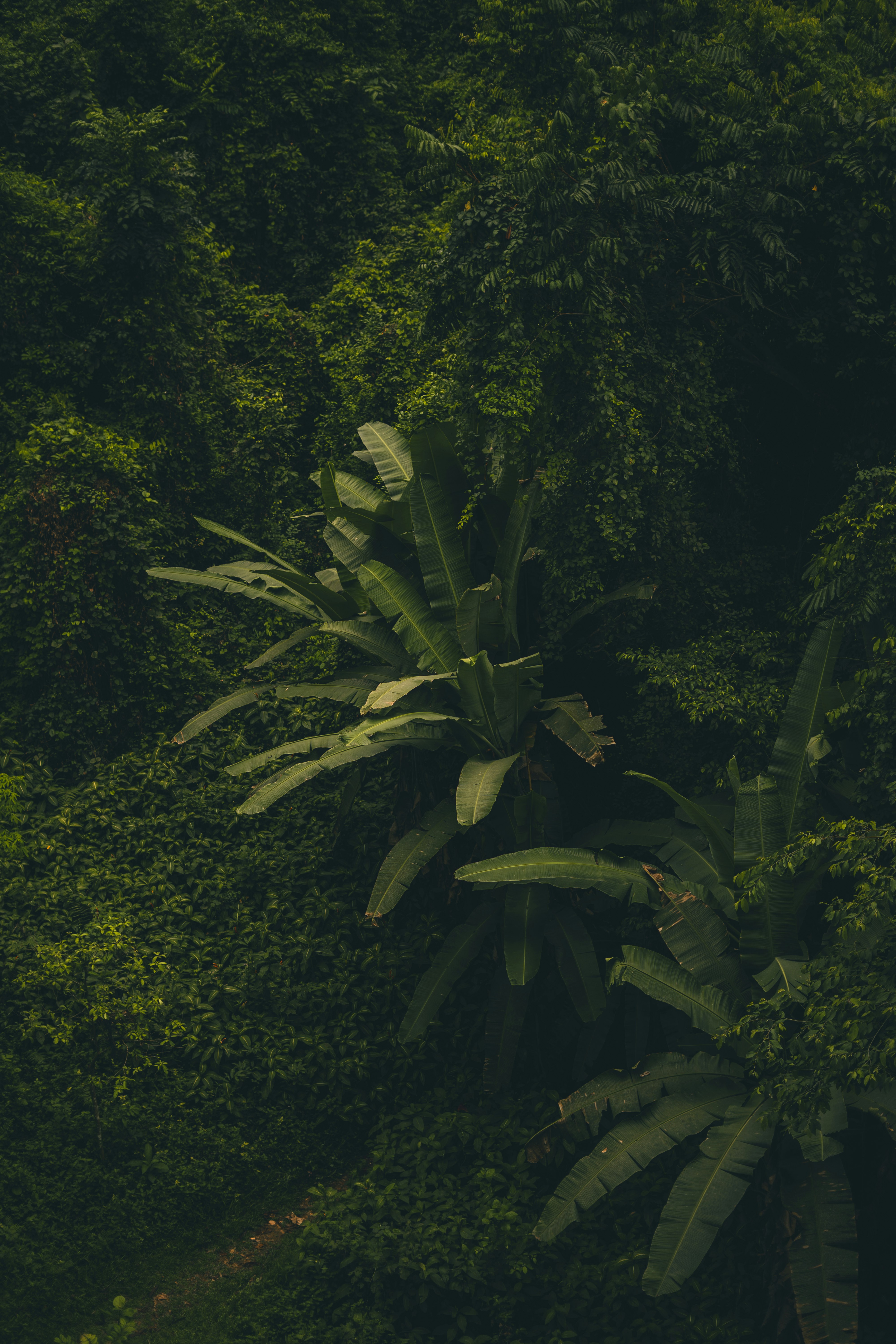 Velvet Green: Banana Leaves in a Shadowed Jungle Canopy
