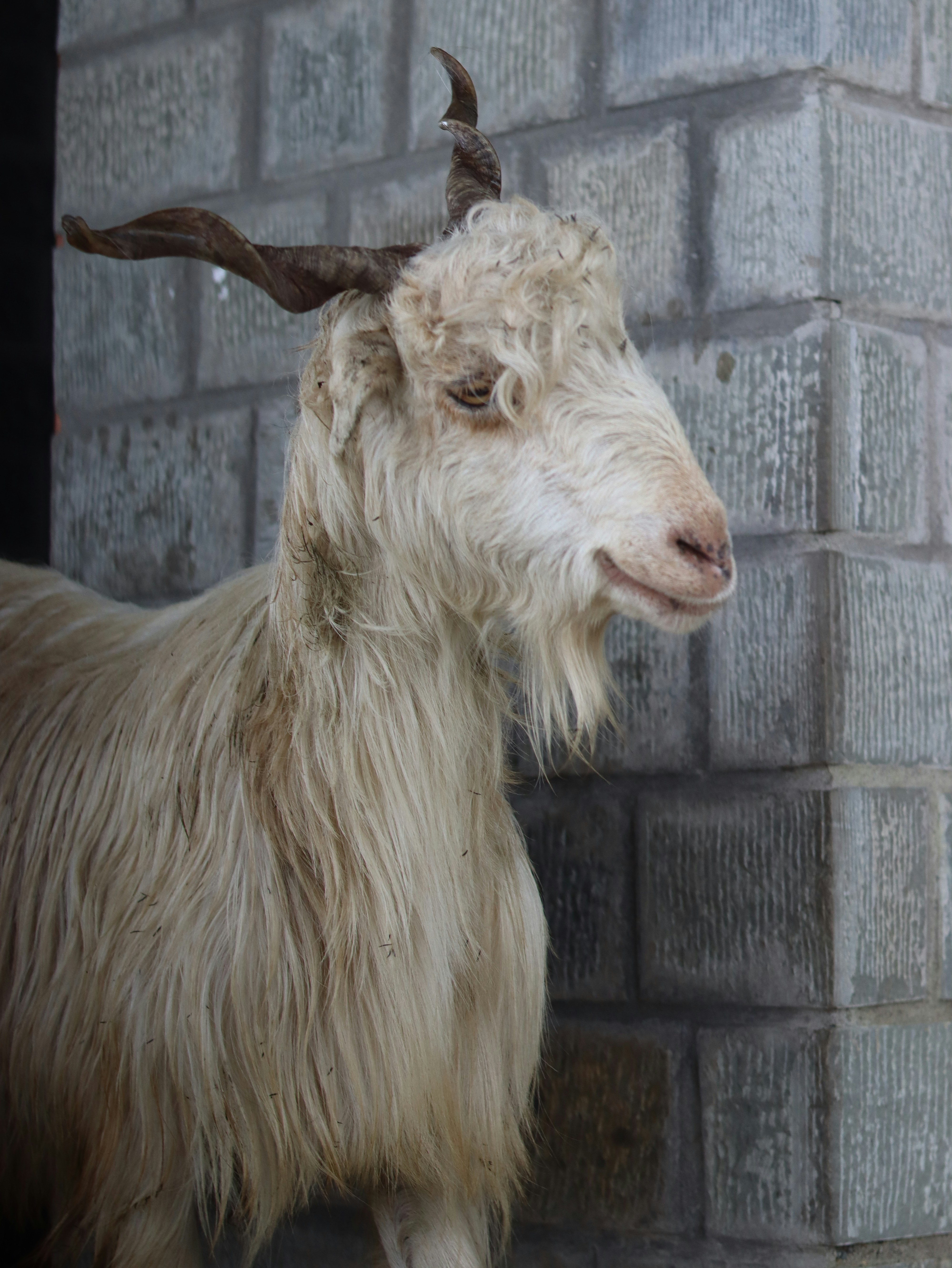 Himalayan Goat in the mountains of Dhauladhar.