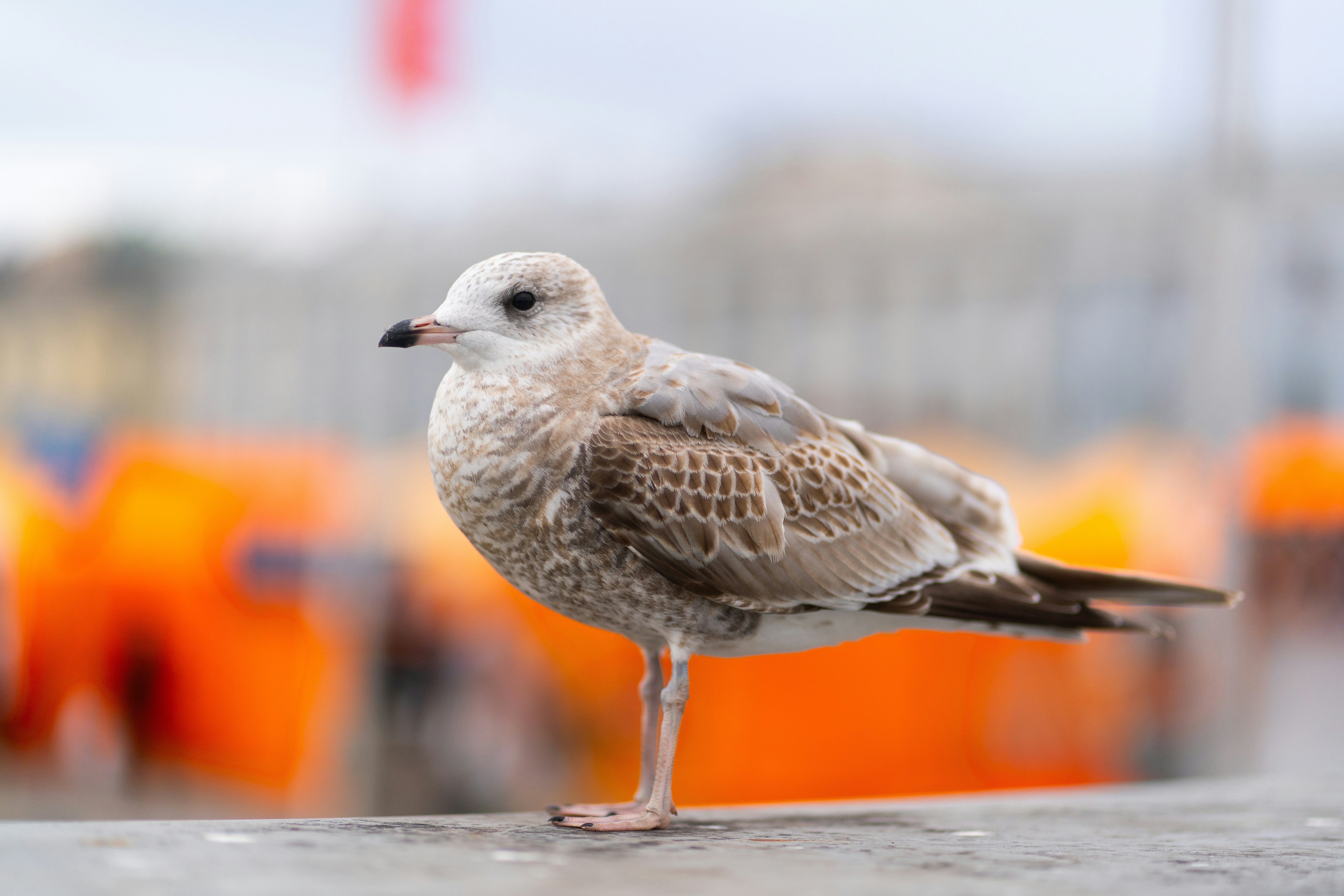 Gull Perch Against an Orange Blur: A Quiet City Moment