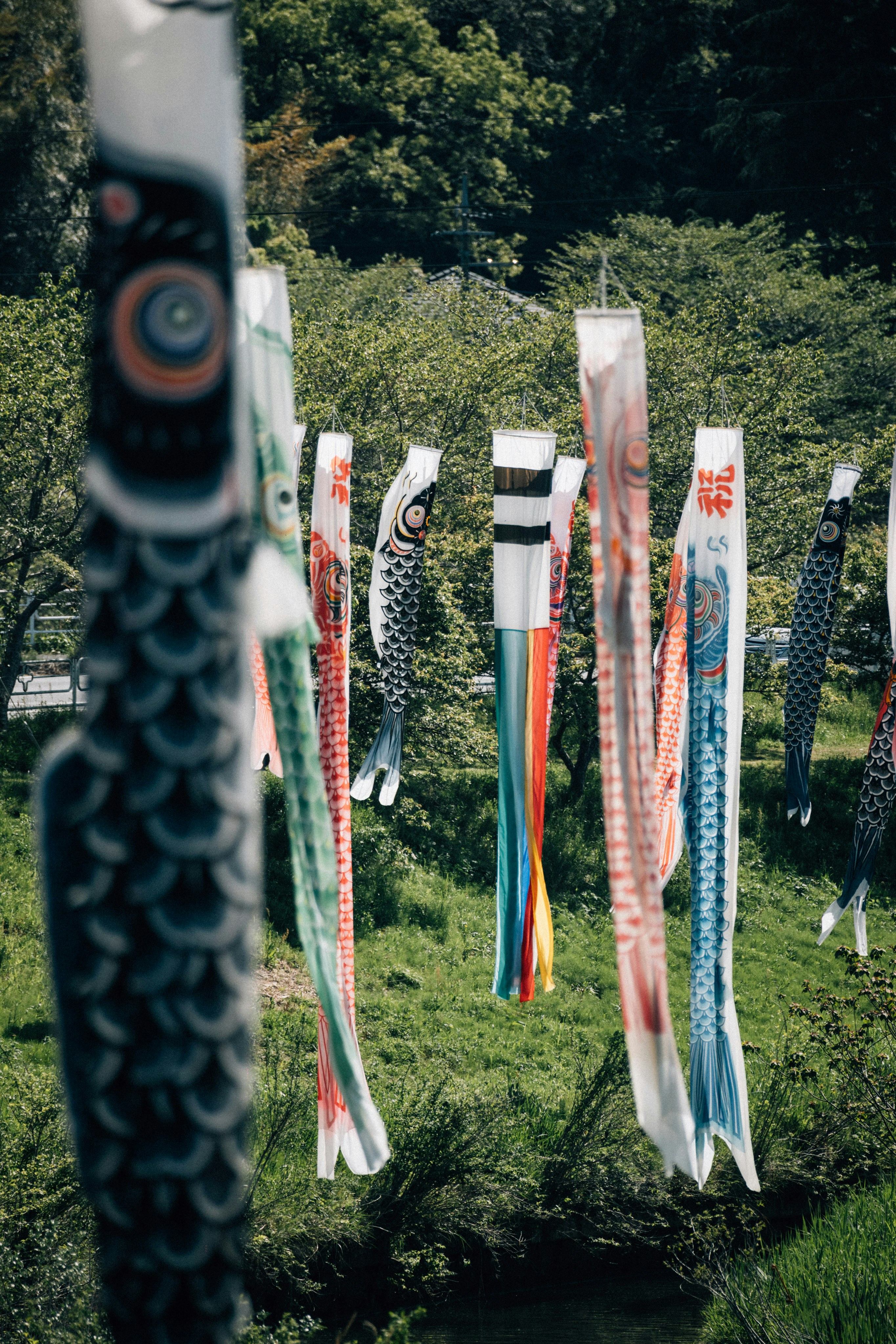 A bunch of flags are hanging in a field photo – Free Carp streamer ...