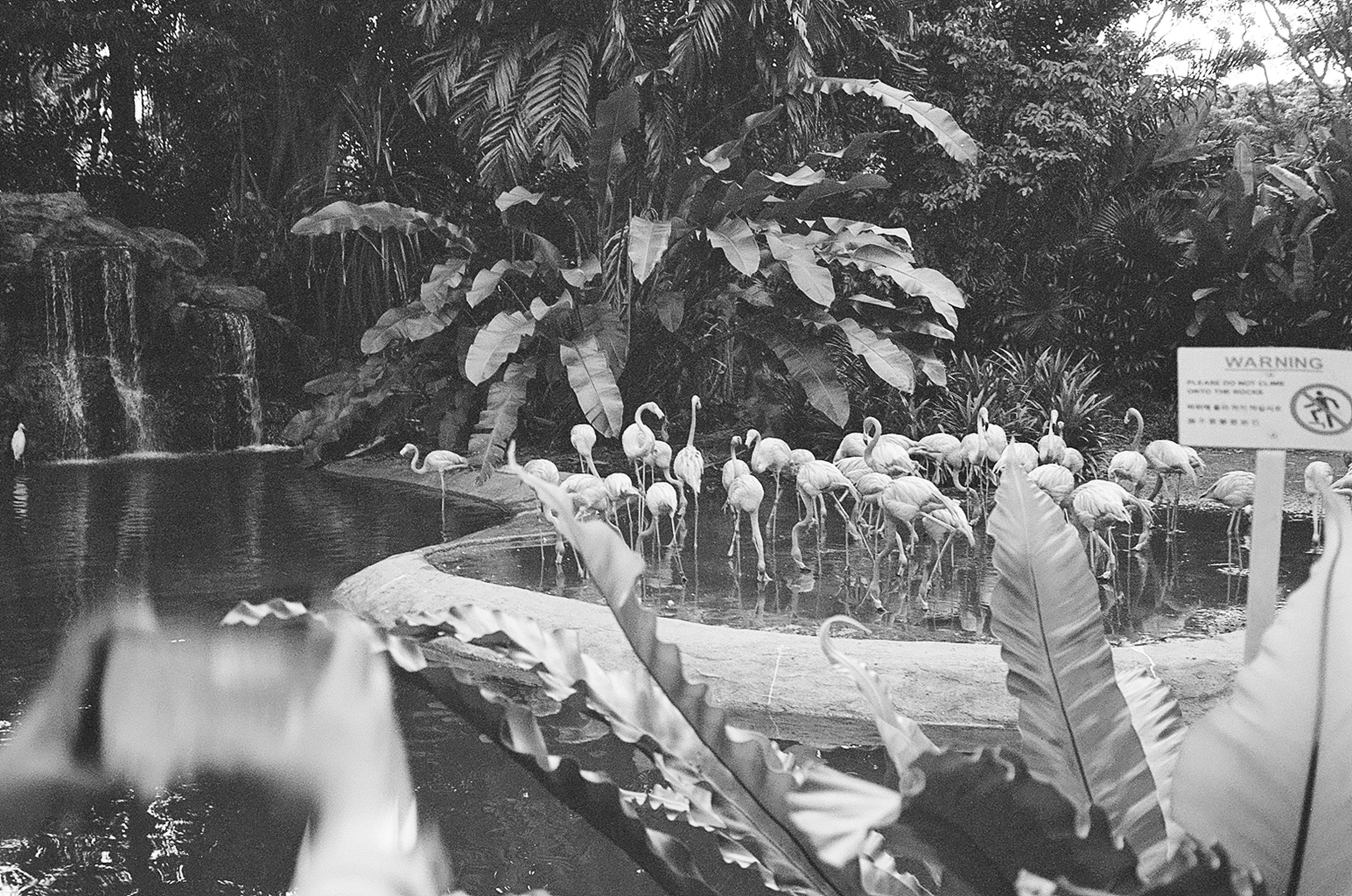 A black and white photo of a group of flamingos photo – Free Analog ...