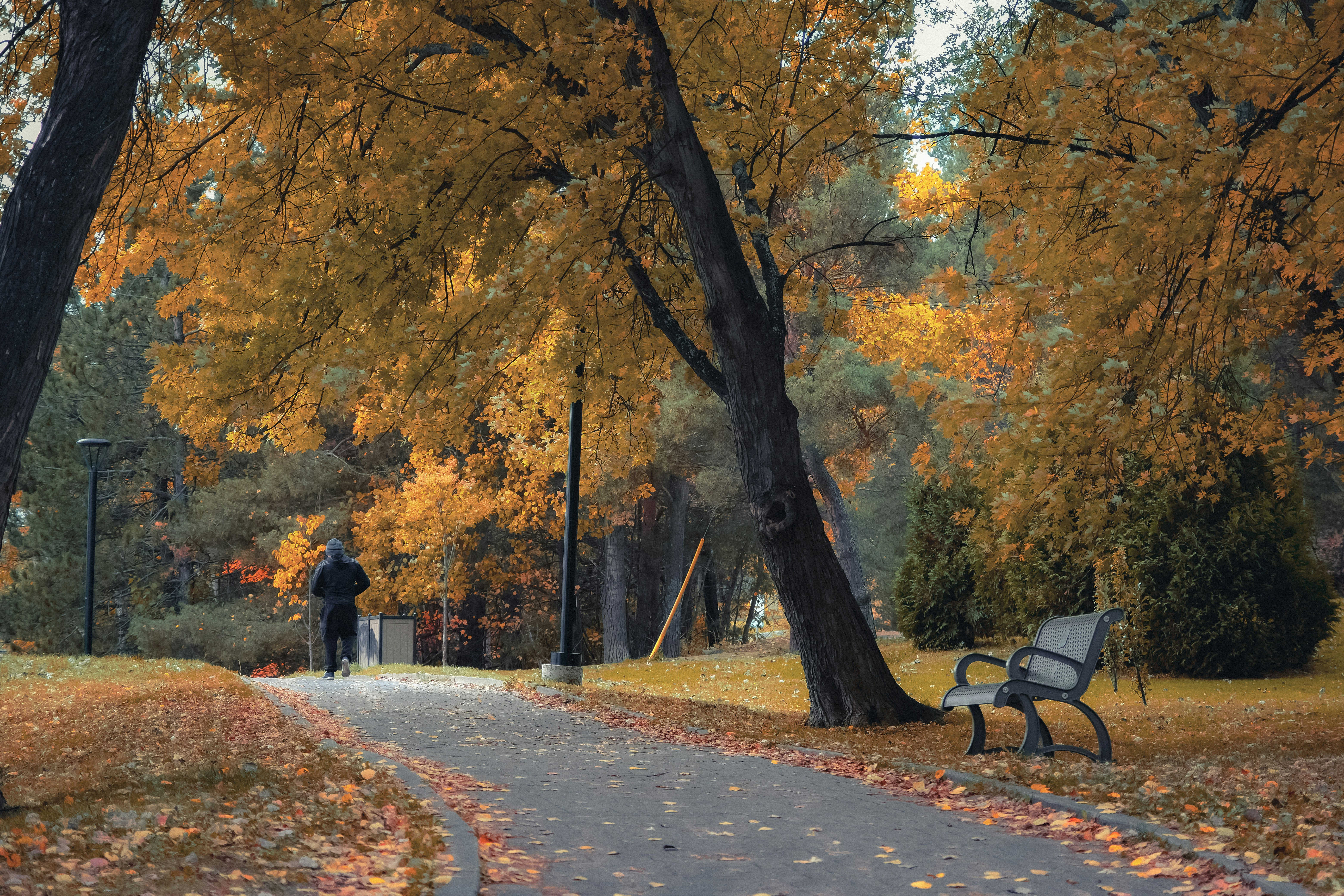 Solitary Figure in an Amber-Leaf Corridor