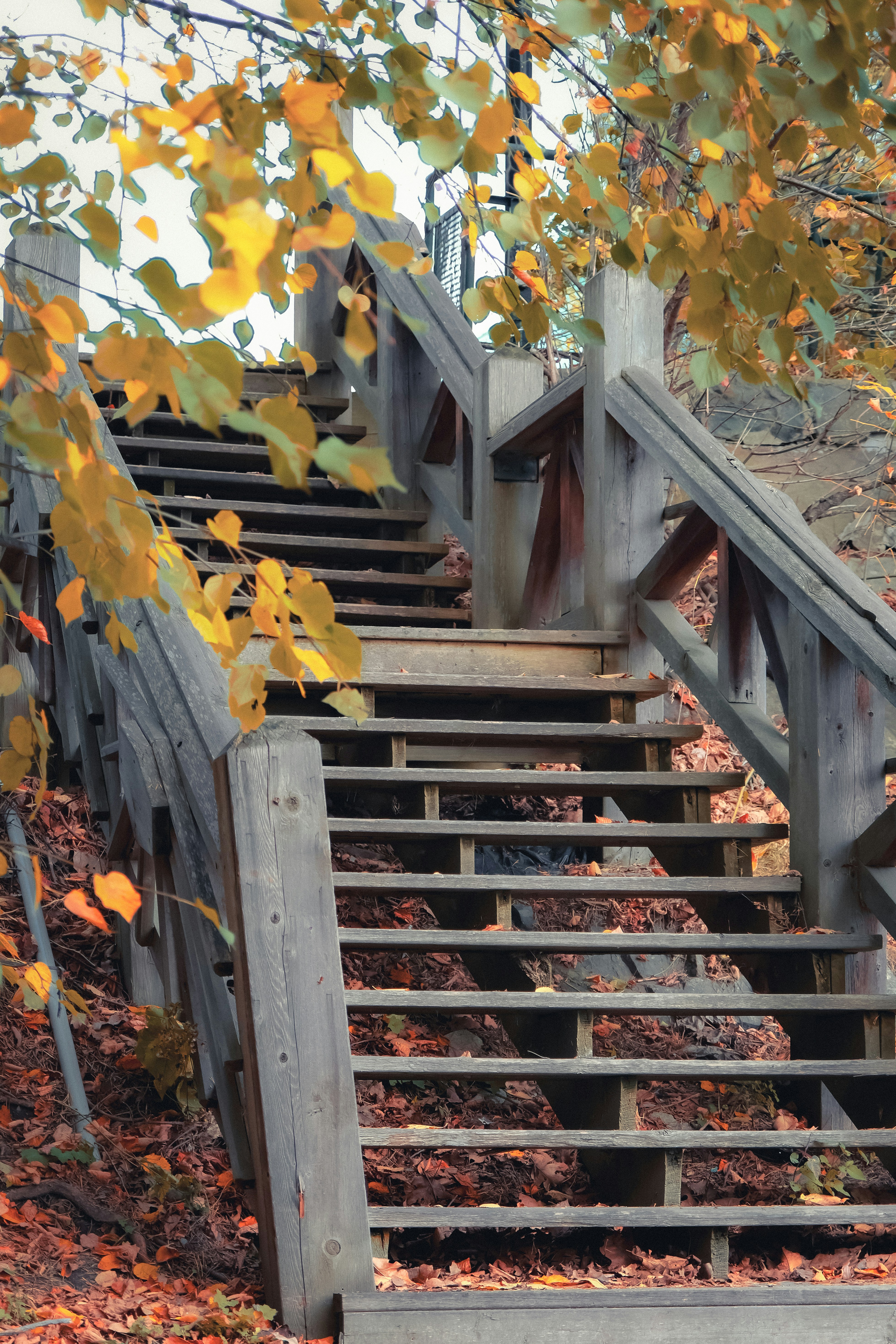 Amber Staircase Under a Canopy of Fall Leaves
