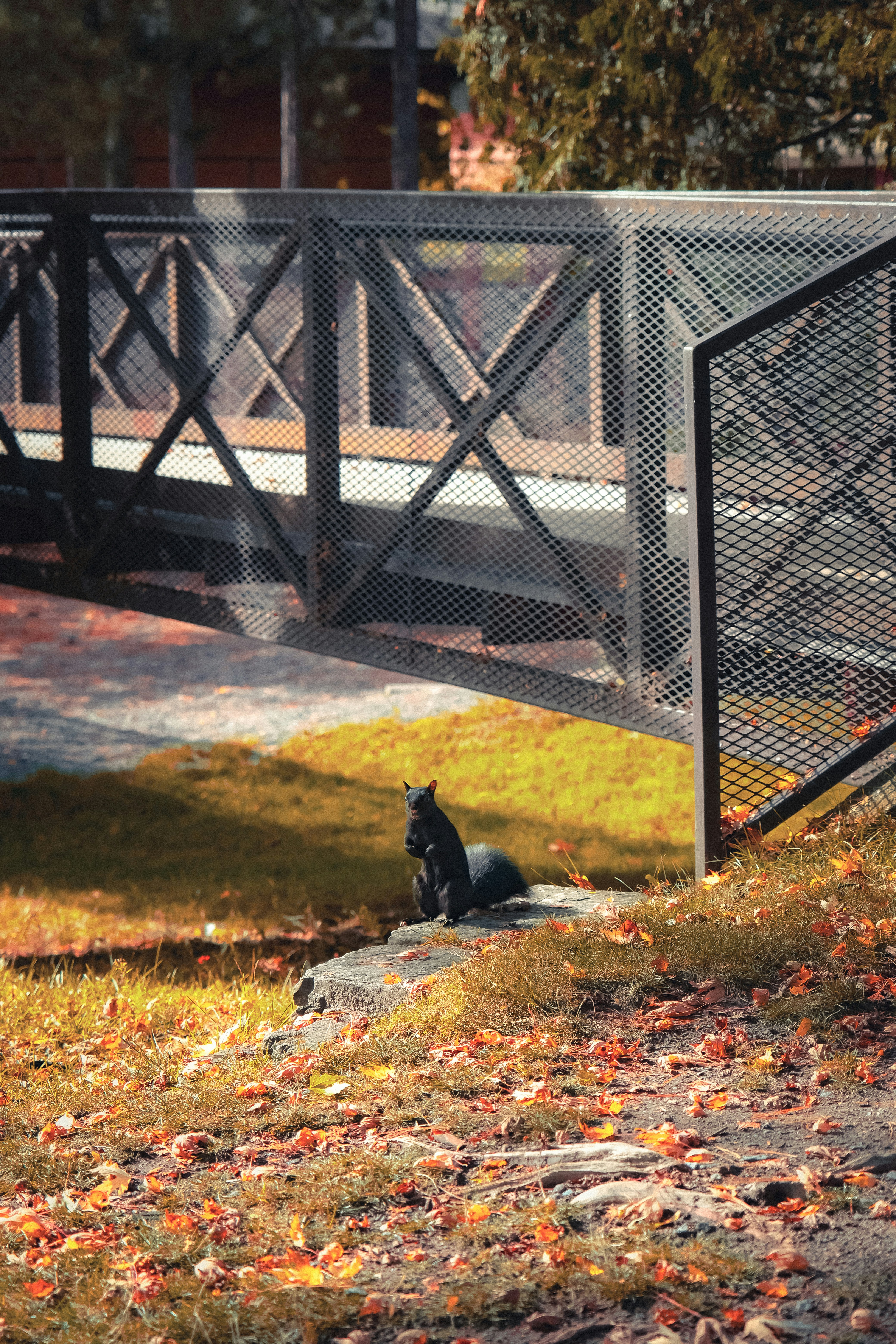 Autumn Watcher by the Iron Walk