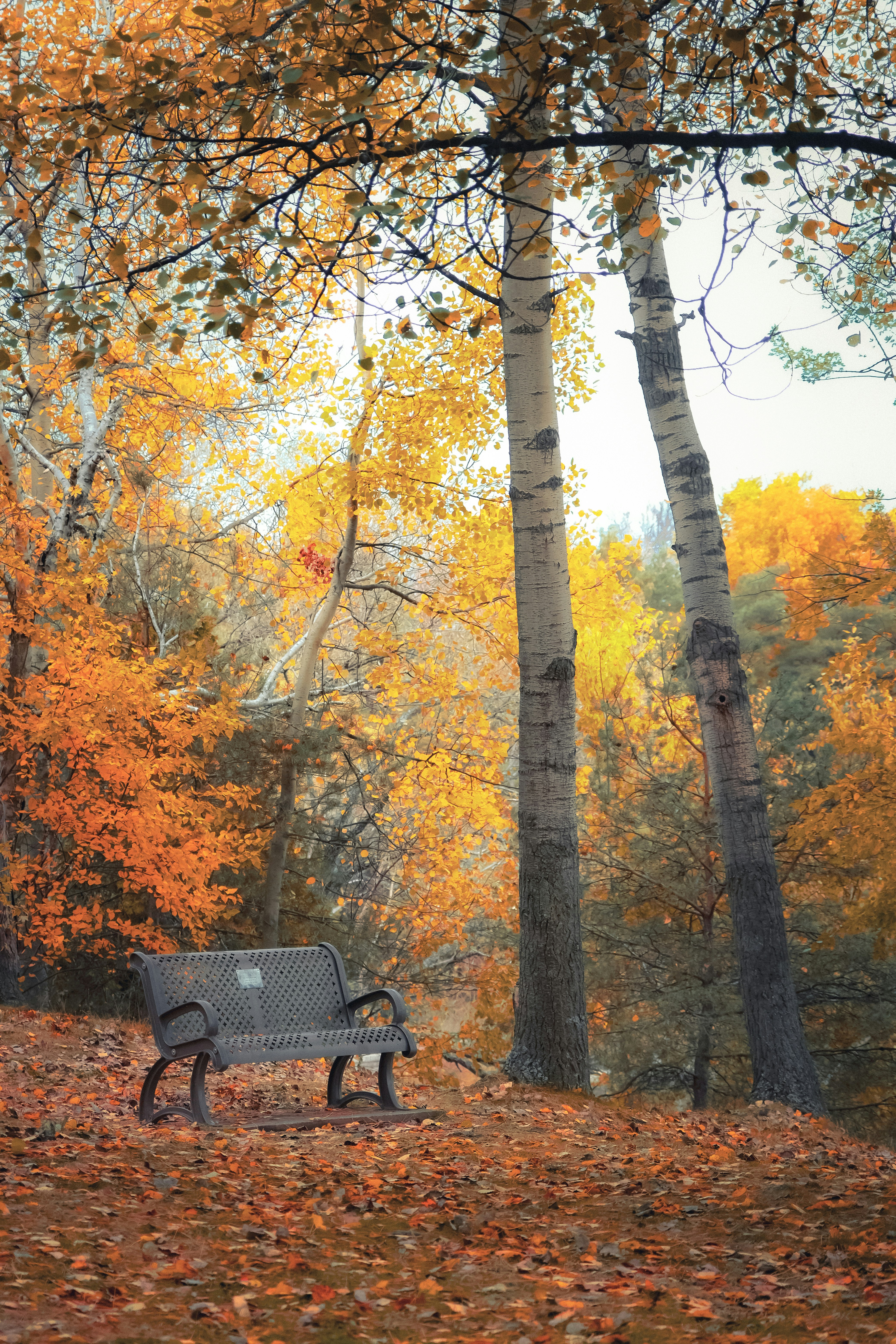 Quiet Autumn Bench Beneath Golden Trees