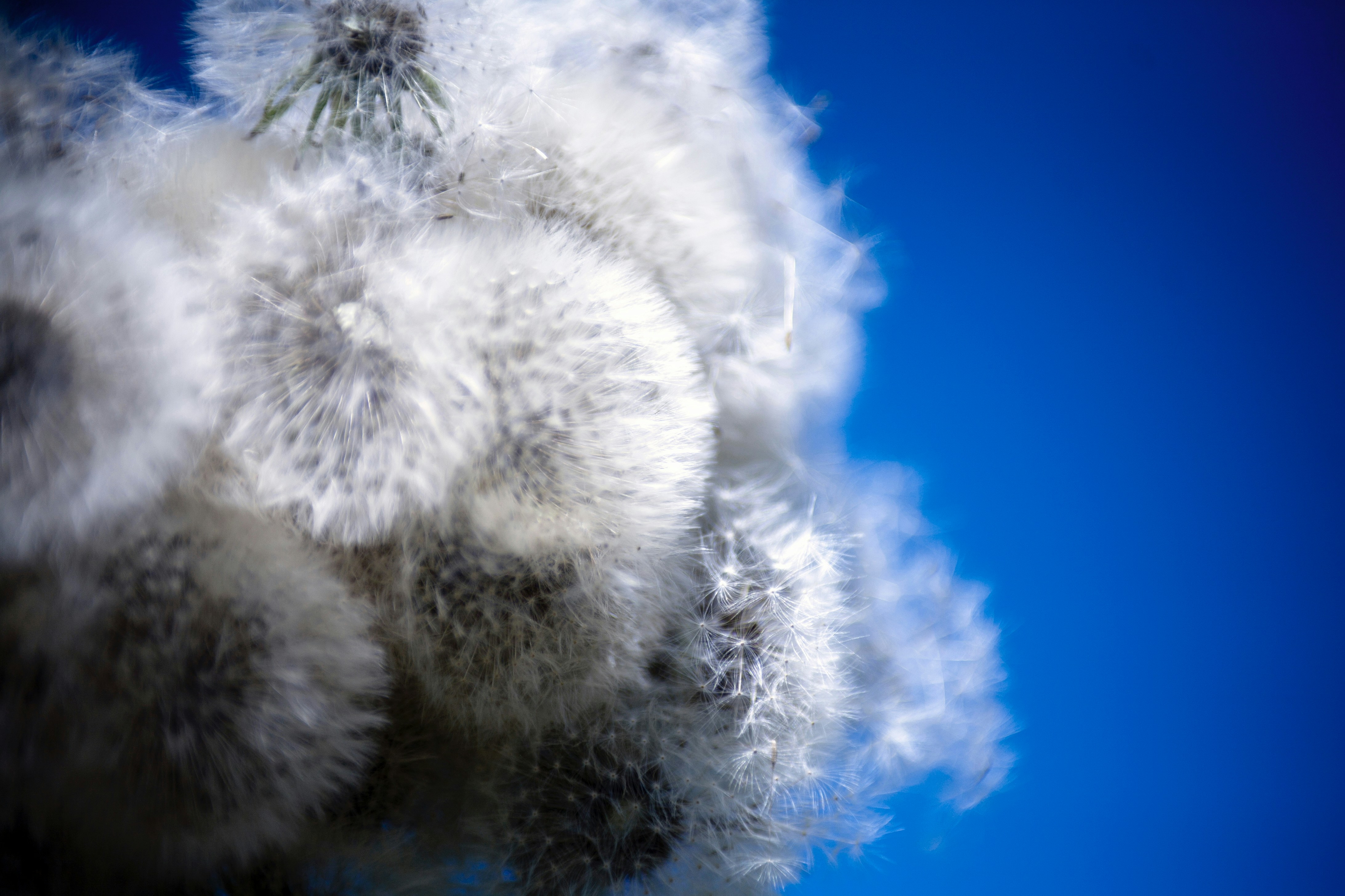 Aerial Cotton Worlds: Dandelion Seeds Drift Against a Cerulean Sky