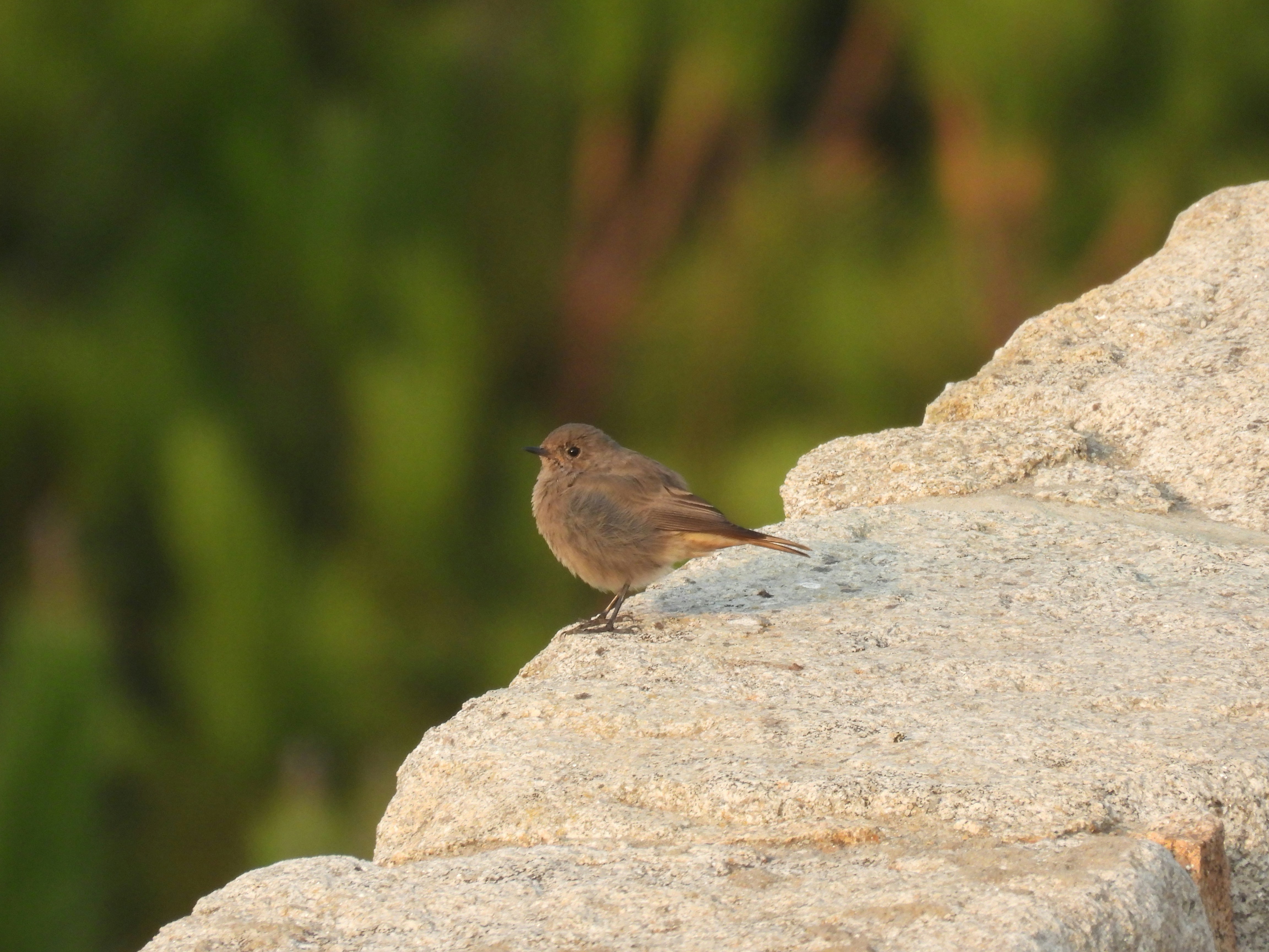 Small brown bird perched on a sunlit granite ledge with a blurred green forest backdrop.
