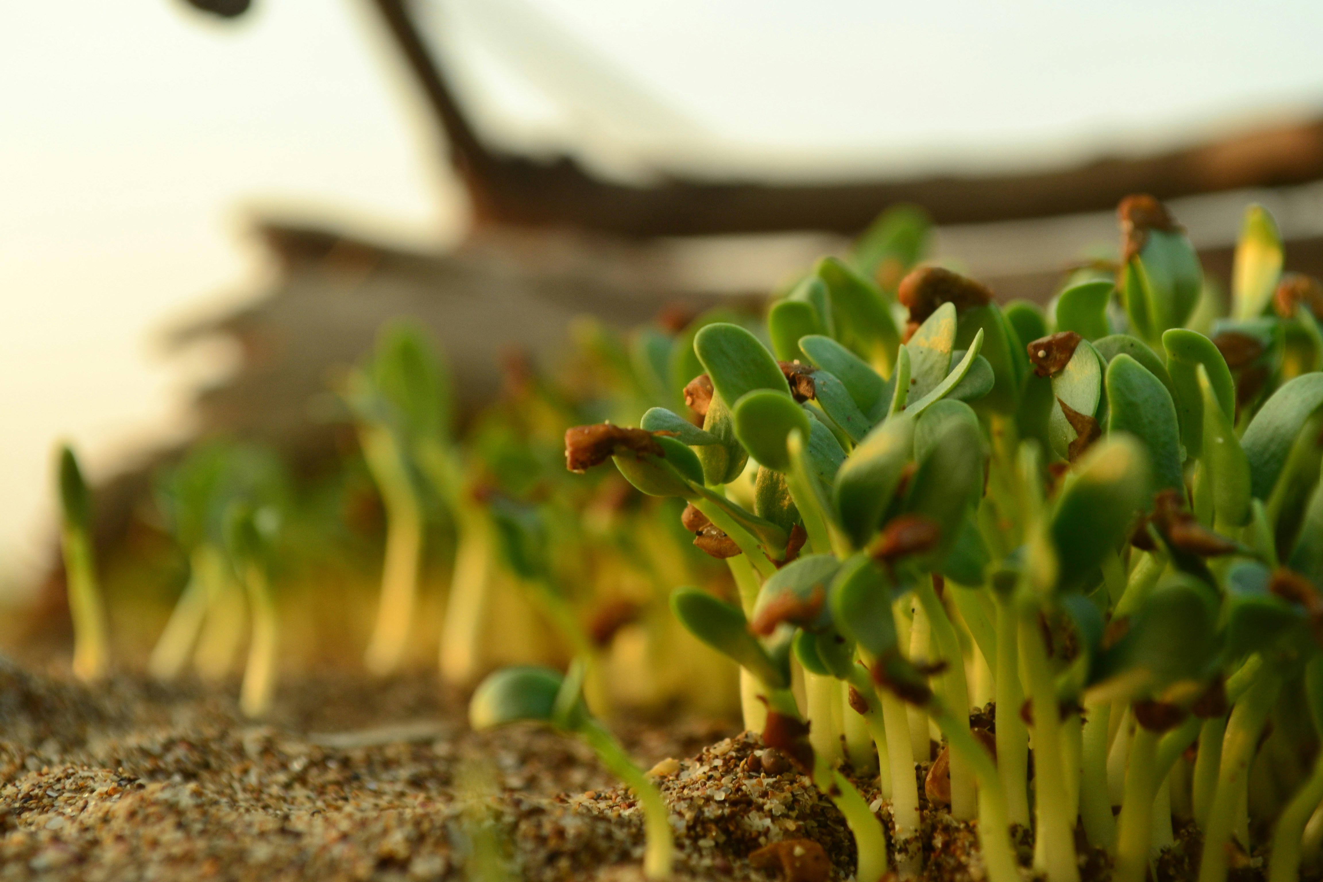 Emergence on Sunlit Sand: Tender Sprouts Reaching Toward Light