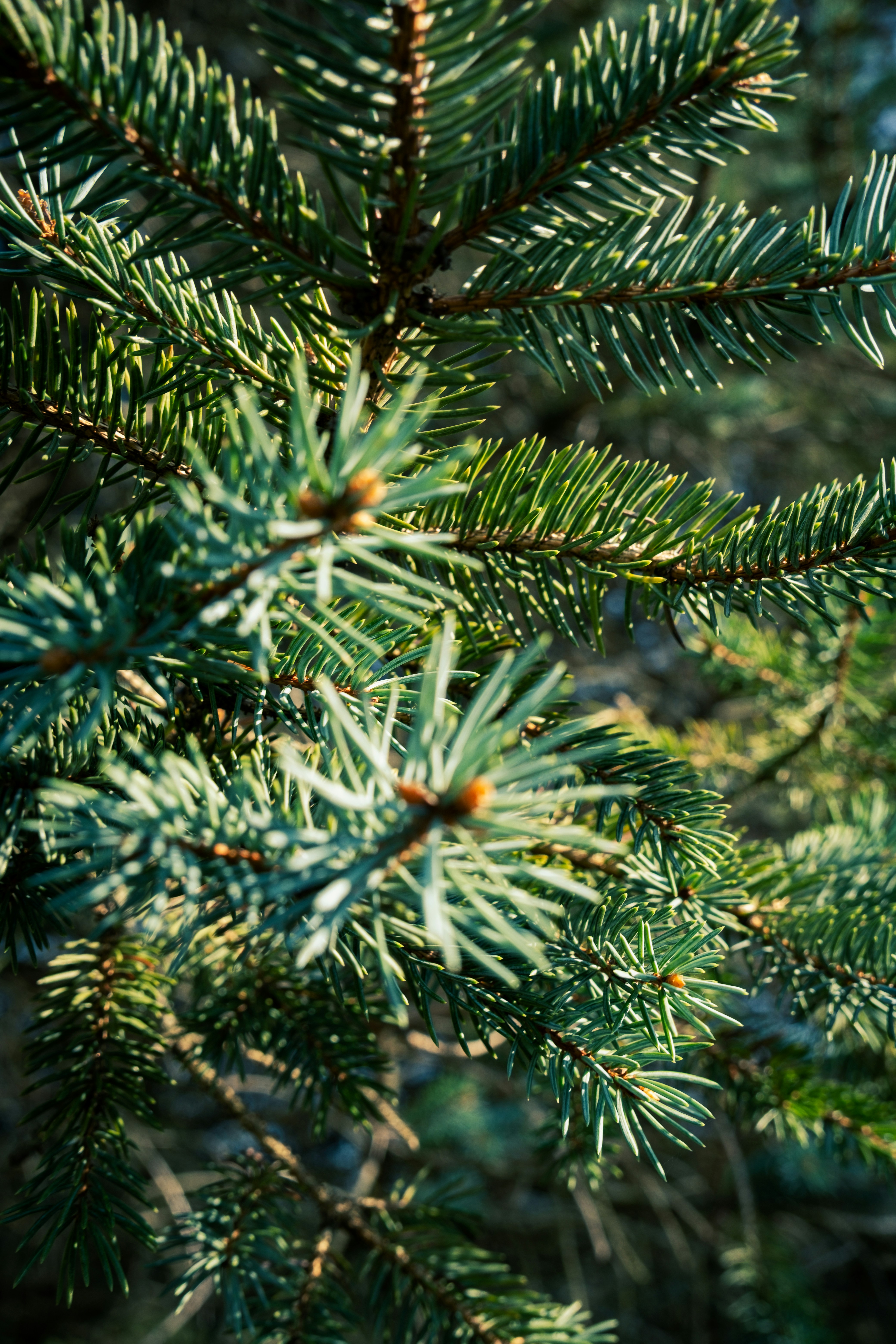A close up of a pine tree branch photo – Free Plant Image on Unsplash