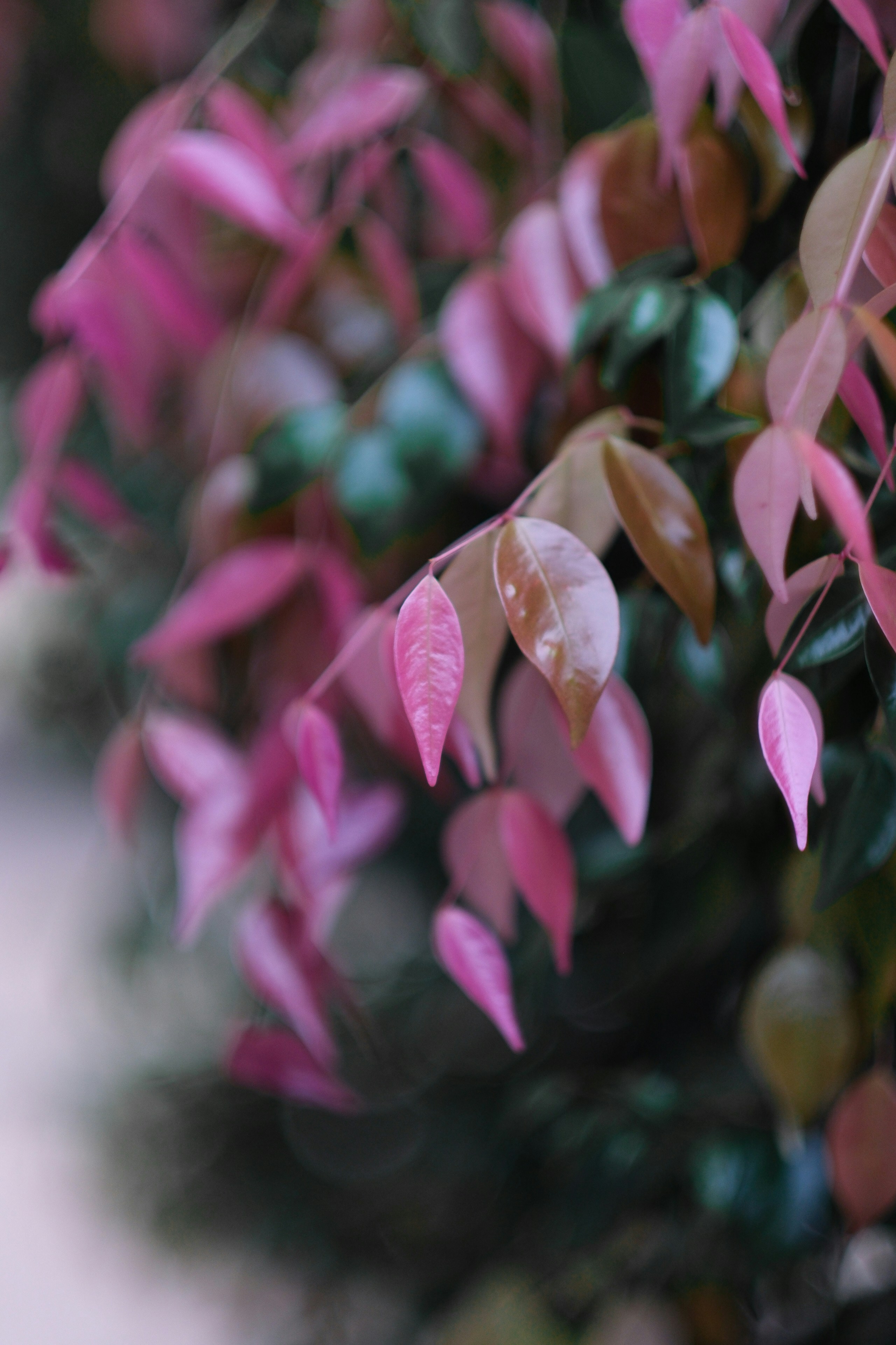 Photo by ALICE TONELLI with Fujifilm X-T5