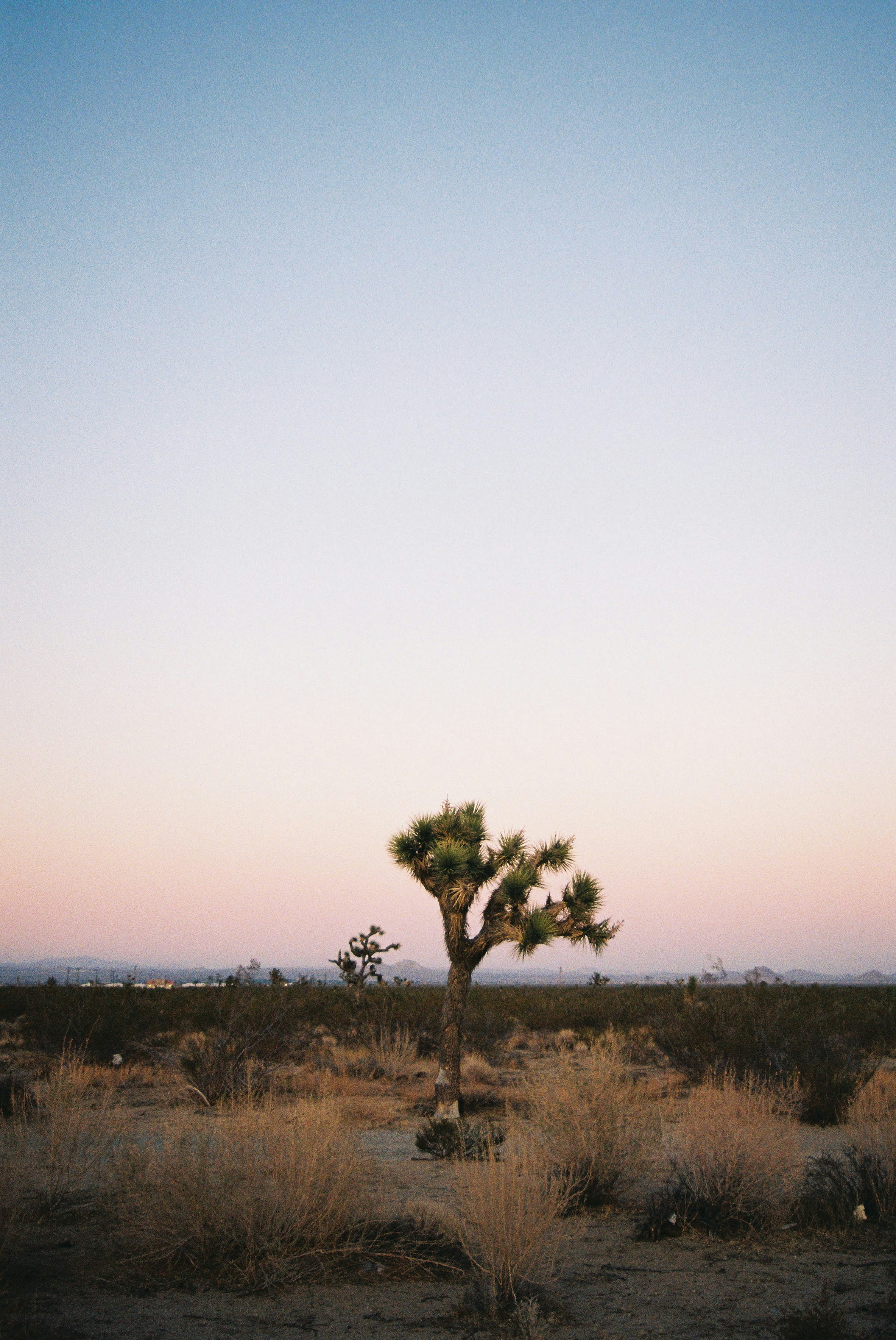 A lone joshua tree in the middle of a desert photo – Free Plant Image ...