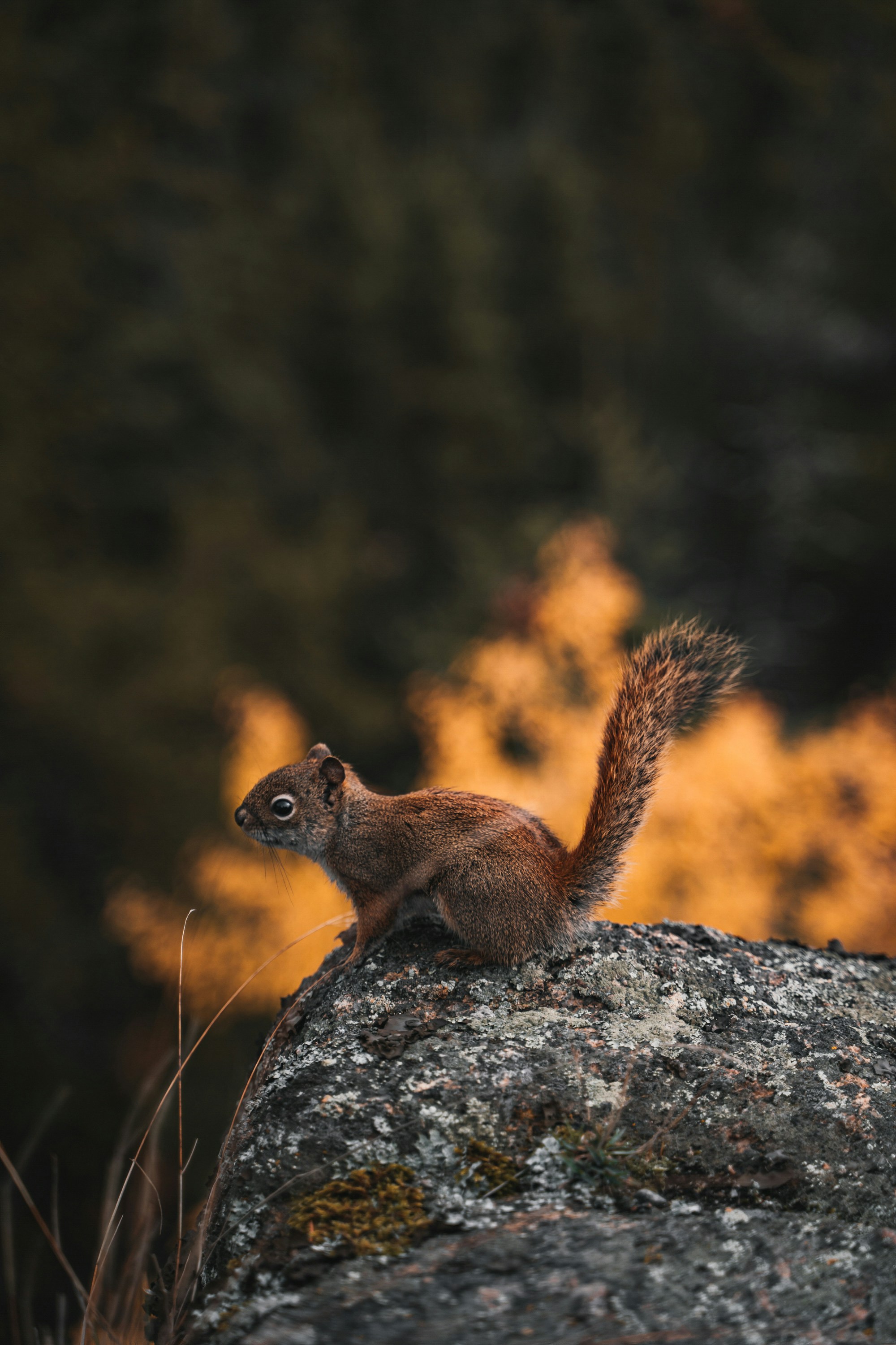 A squirrel sitting on top of a large rock photo – Free Animal Image on ...