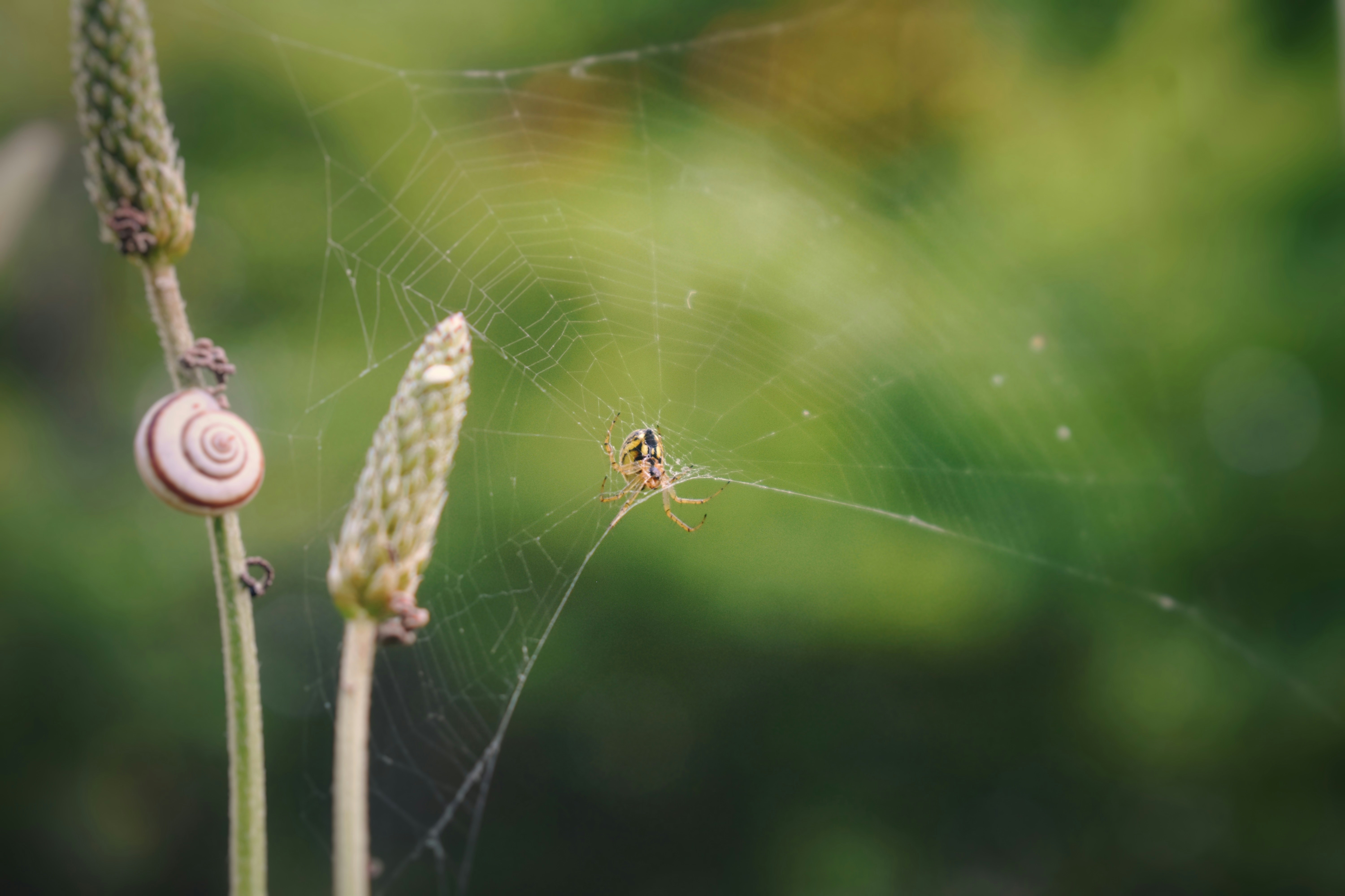A close up of a spider on a plant photo – Free Iran Image on Unsplash