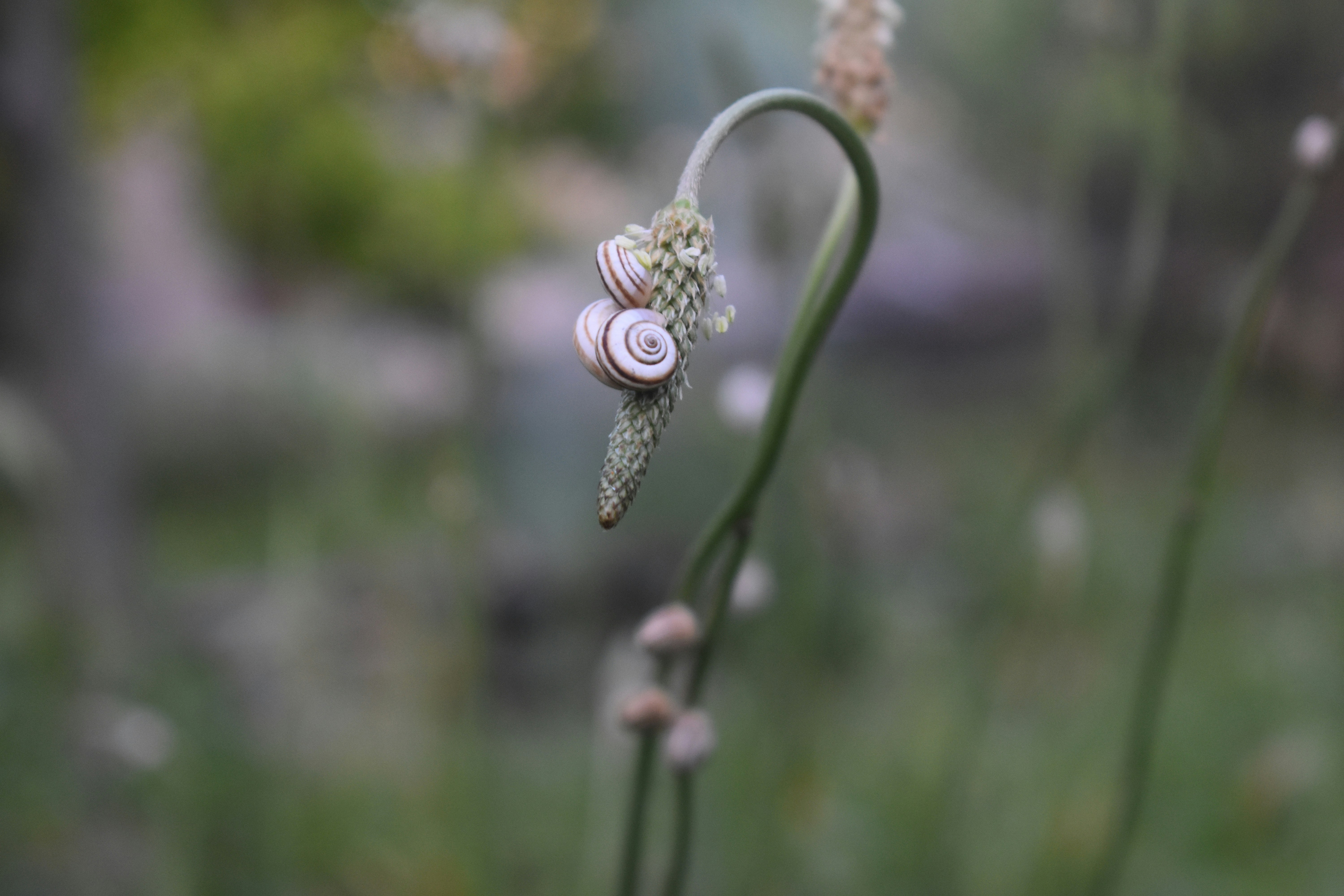Tiny Snails on a Curved Bud: A Macro Study in Quiet Detail