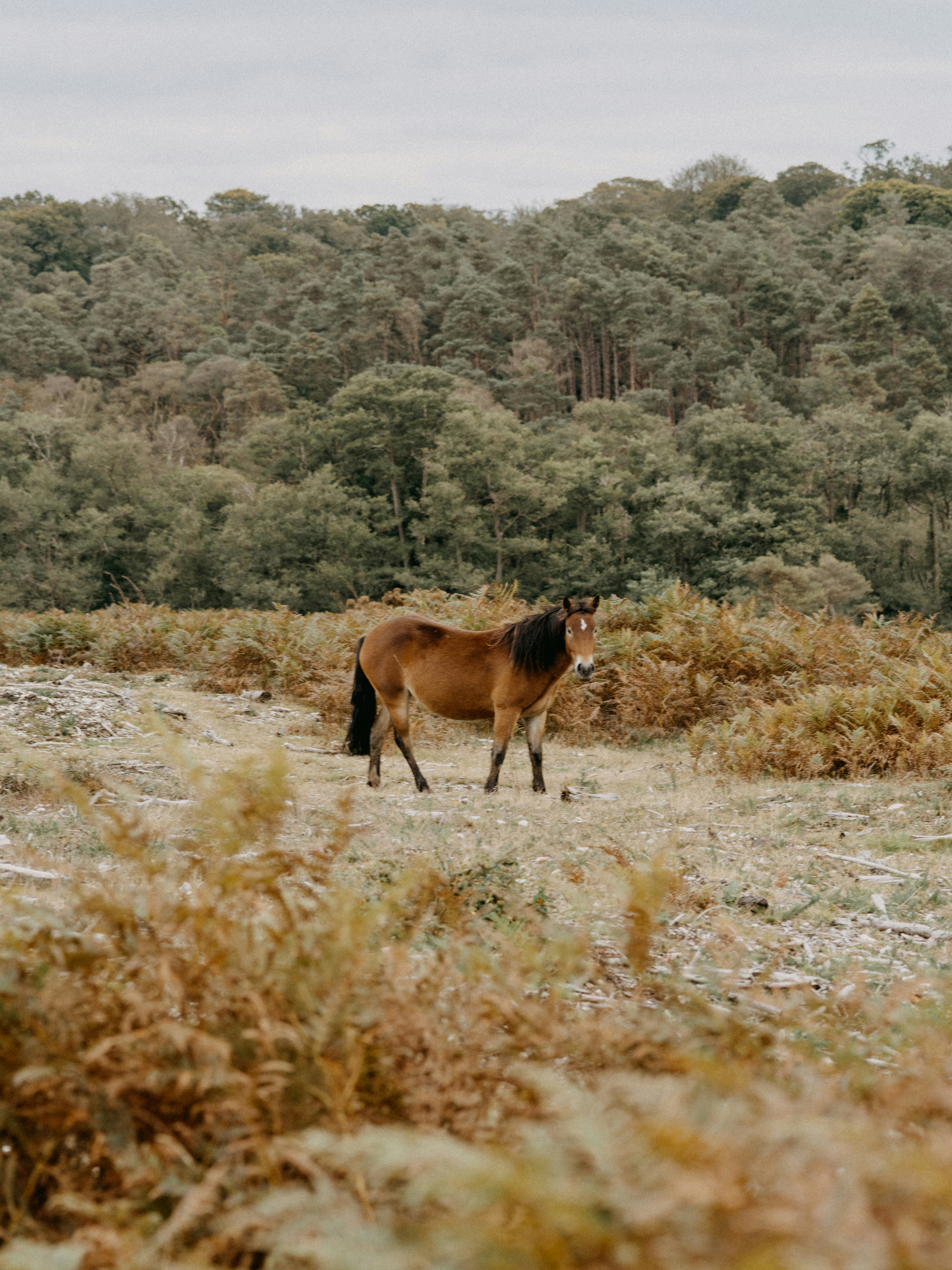 A horse walking through a field with trees in the background photo ...